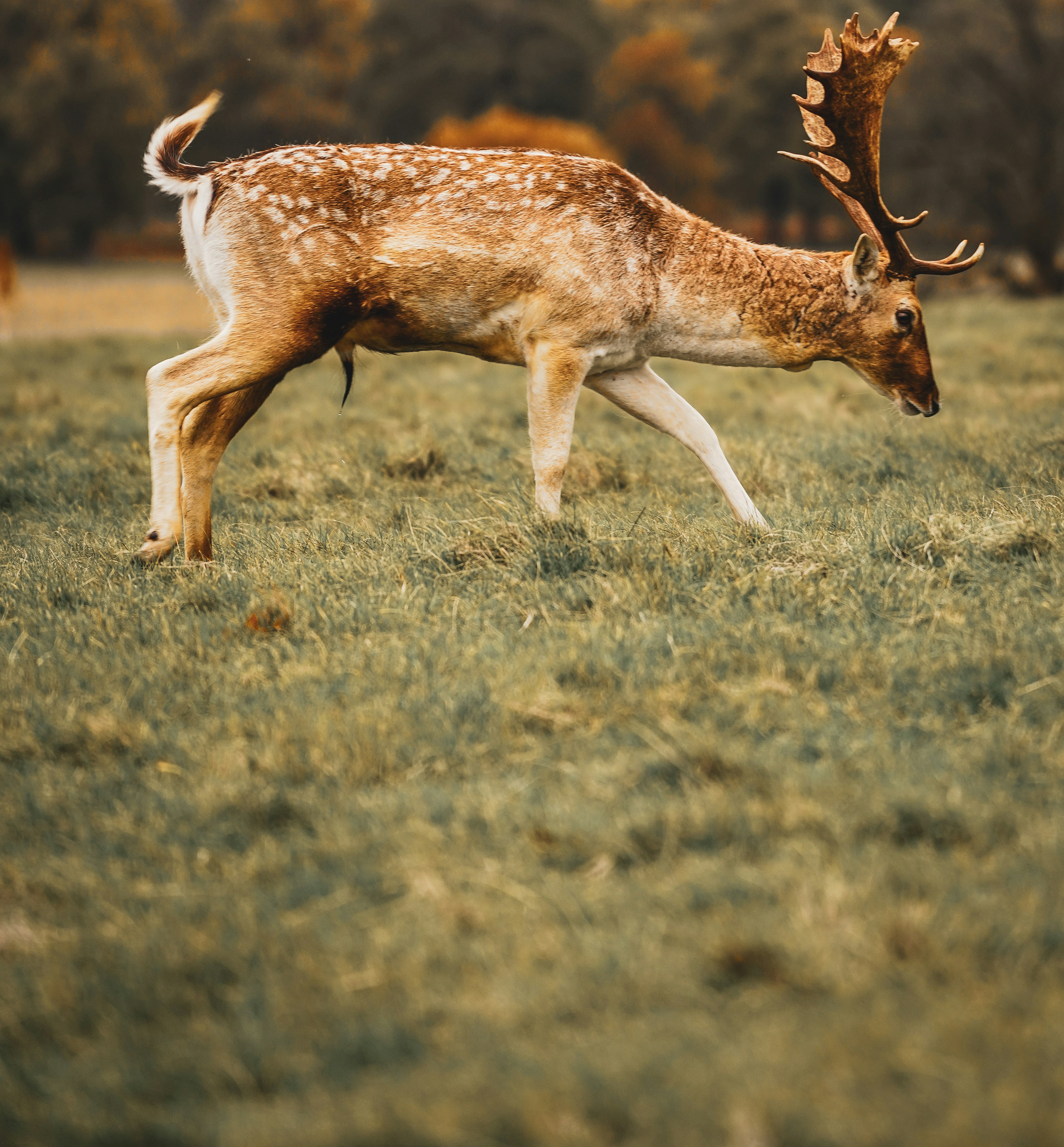 Deers Bucks Running