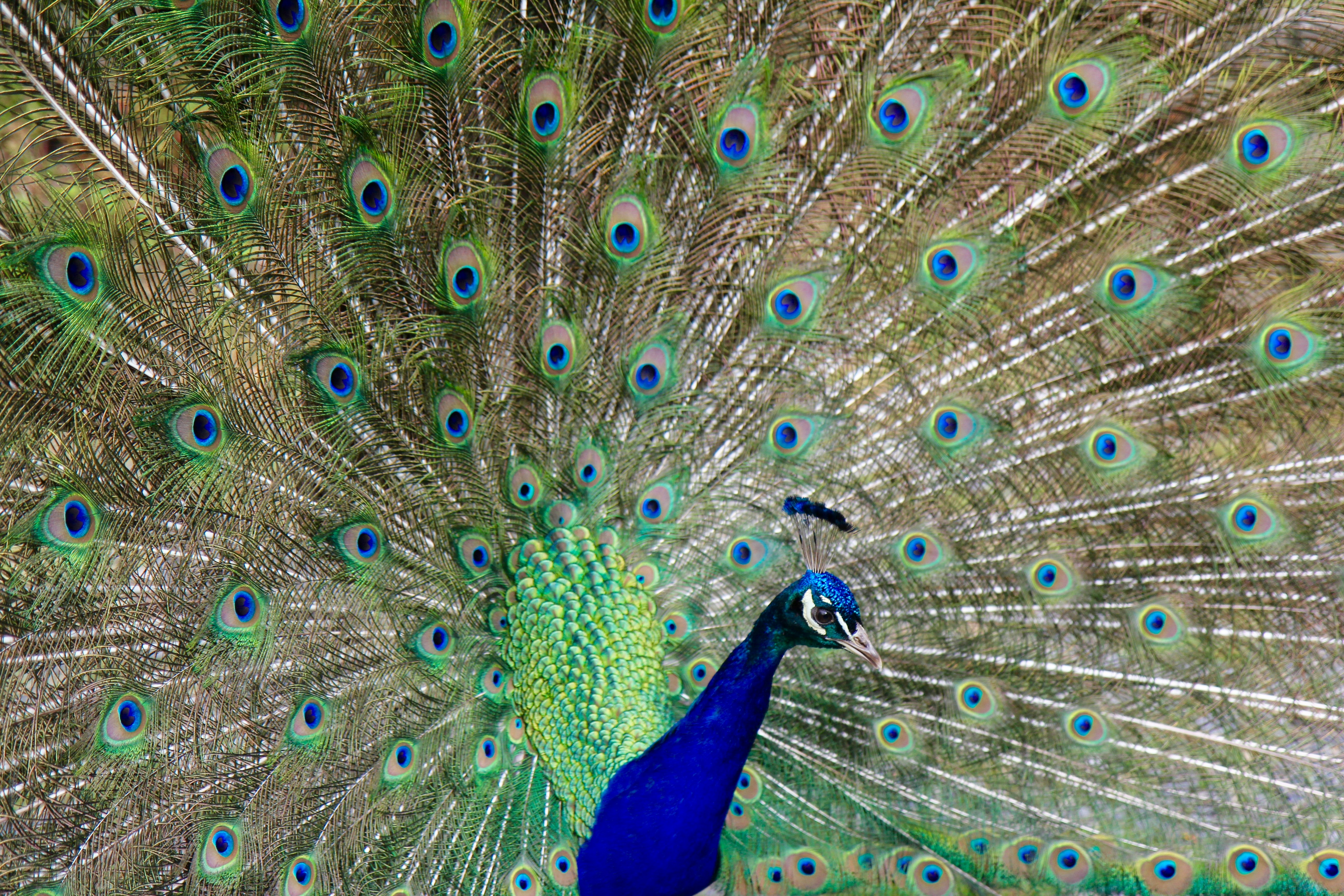 Peacock displaying its iridescent feathers in a dazzling fan of color. The intricate patterns and vivid hues highlight the beauty of this majestic bird.