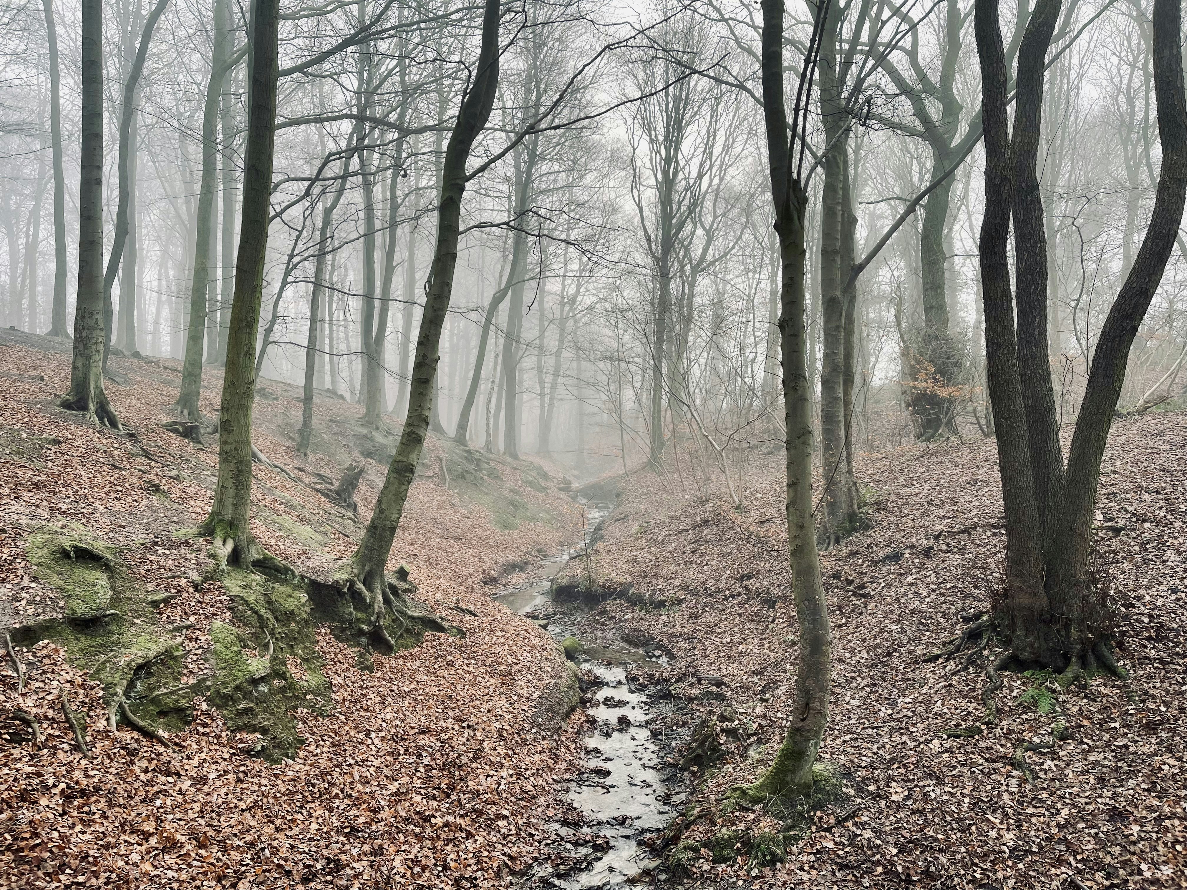 Foto zum Thema Ein Bach, der durch einen Wald voller Bäume fließt ...