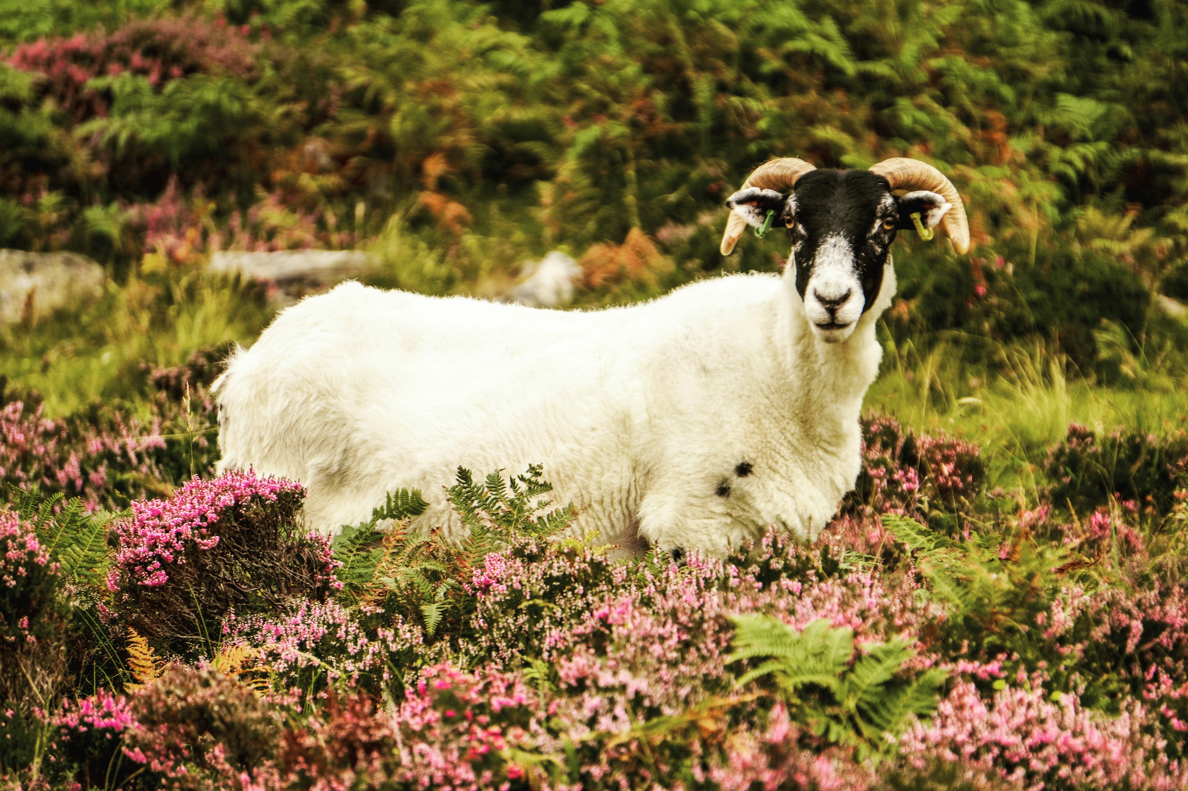 White Ram Amid Pink Heather: A Quiet Moorland Portrait
