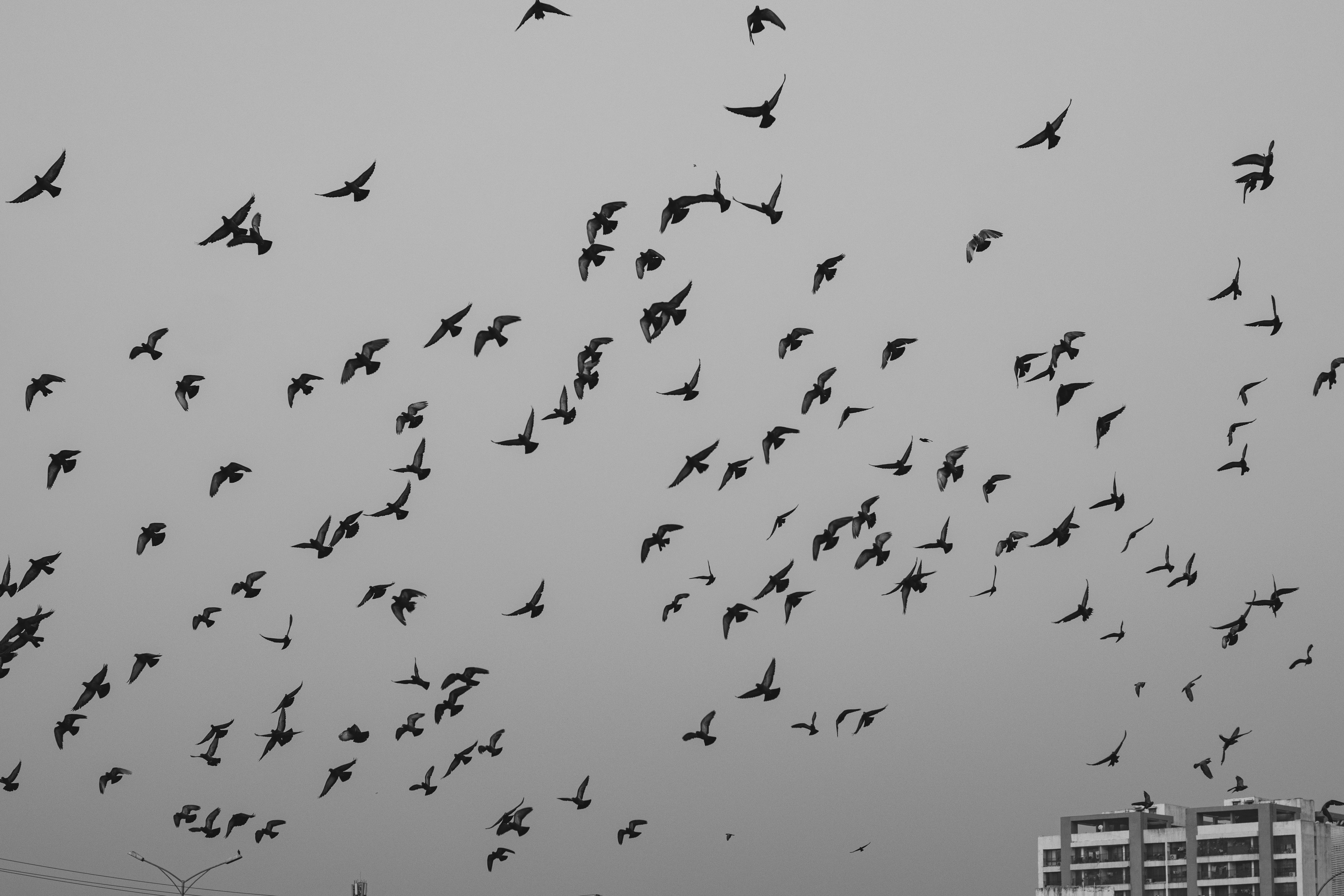 Flock of birds soaring through a gray sky, creating dynamic patterns above urban buildings.