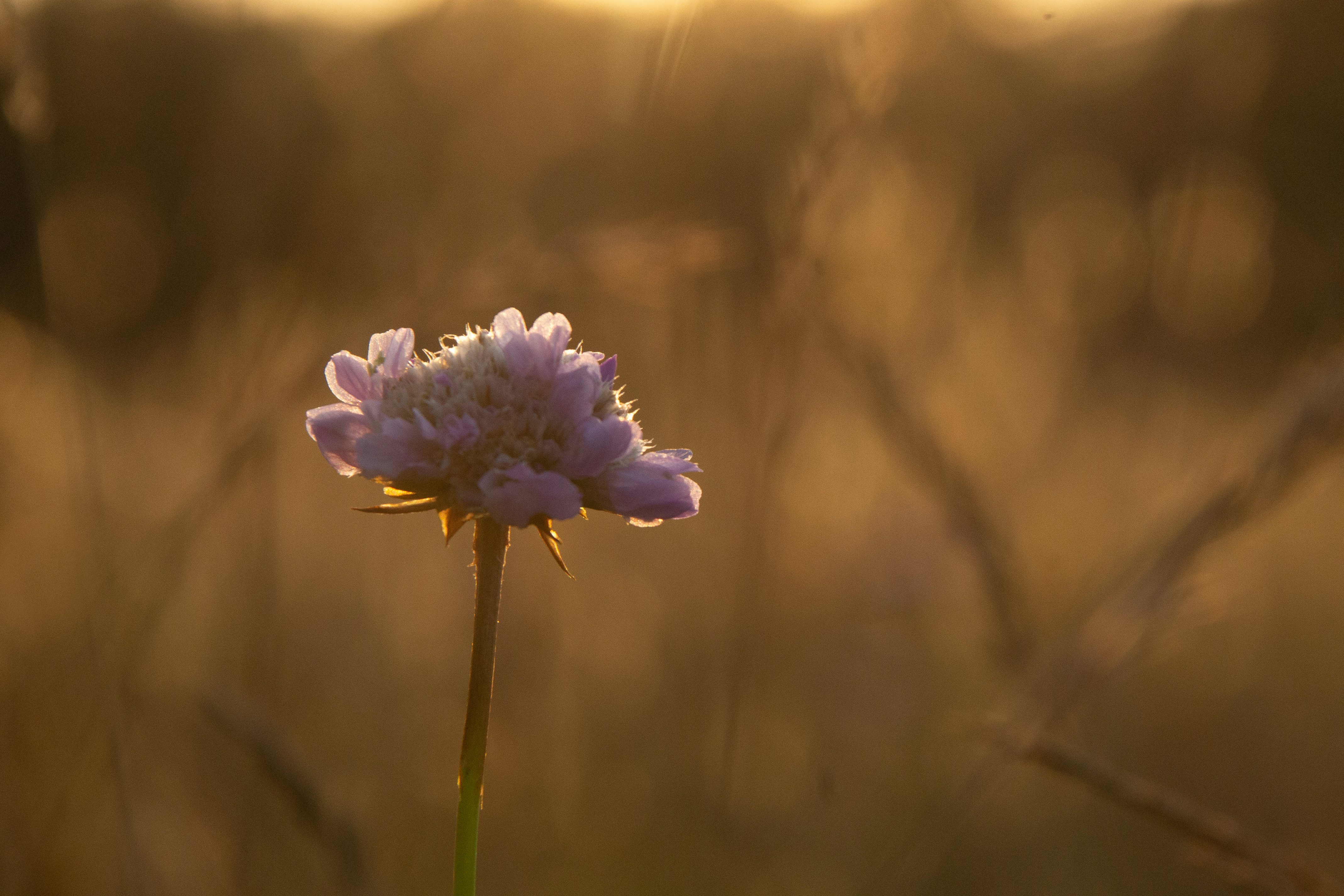 Wildflower in golden Light of the sunset. | a purple flower in the middle of a field