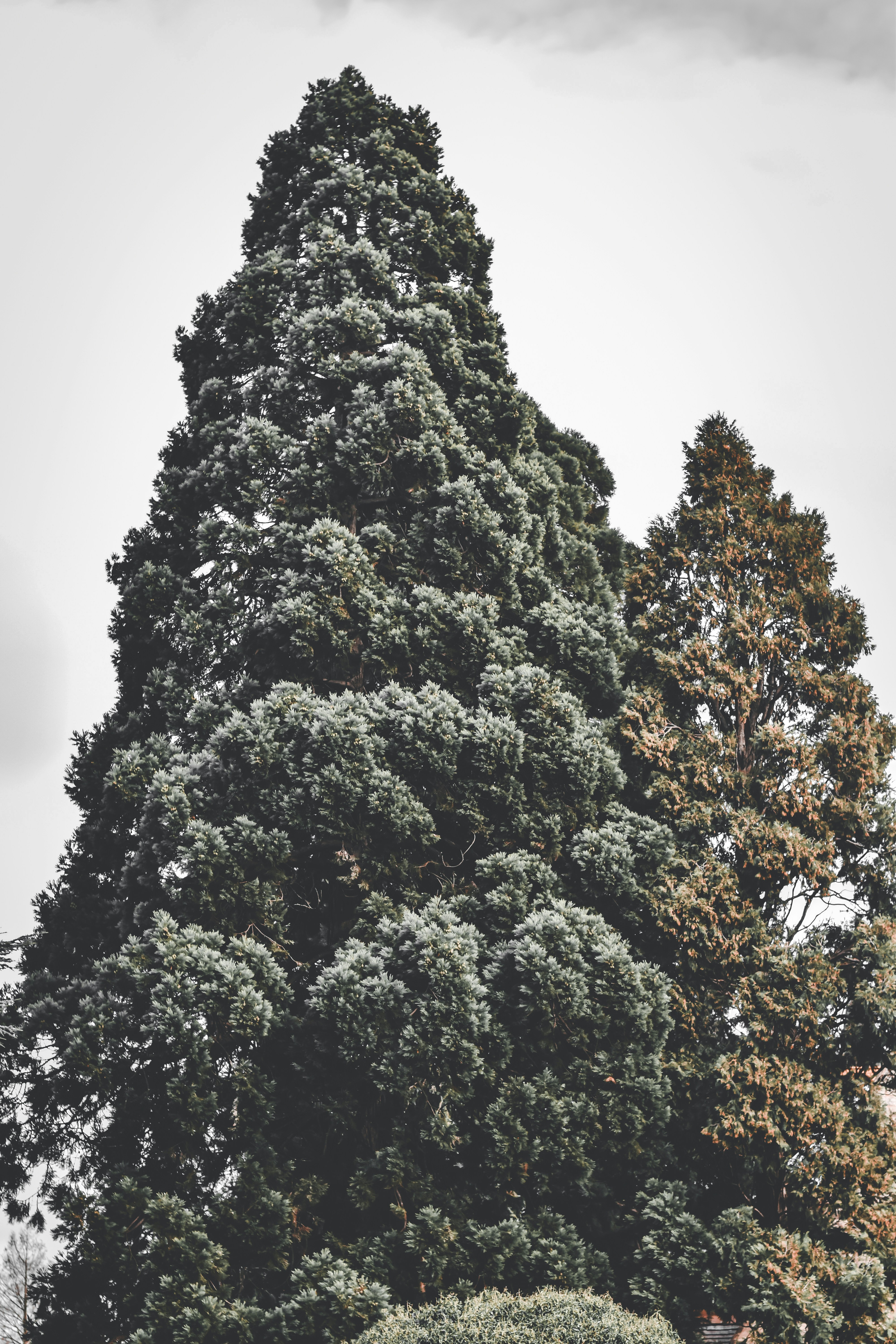 Monolithic Pines Against a Moody Sky: A Tall Sentinel and Its Colorful Companion