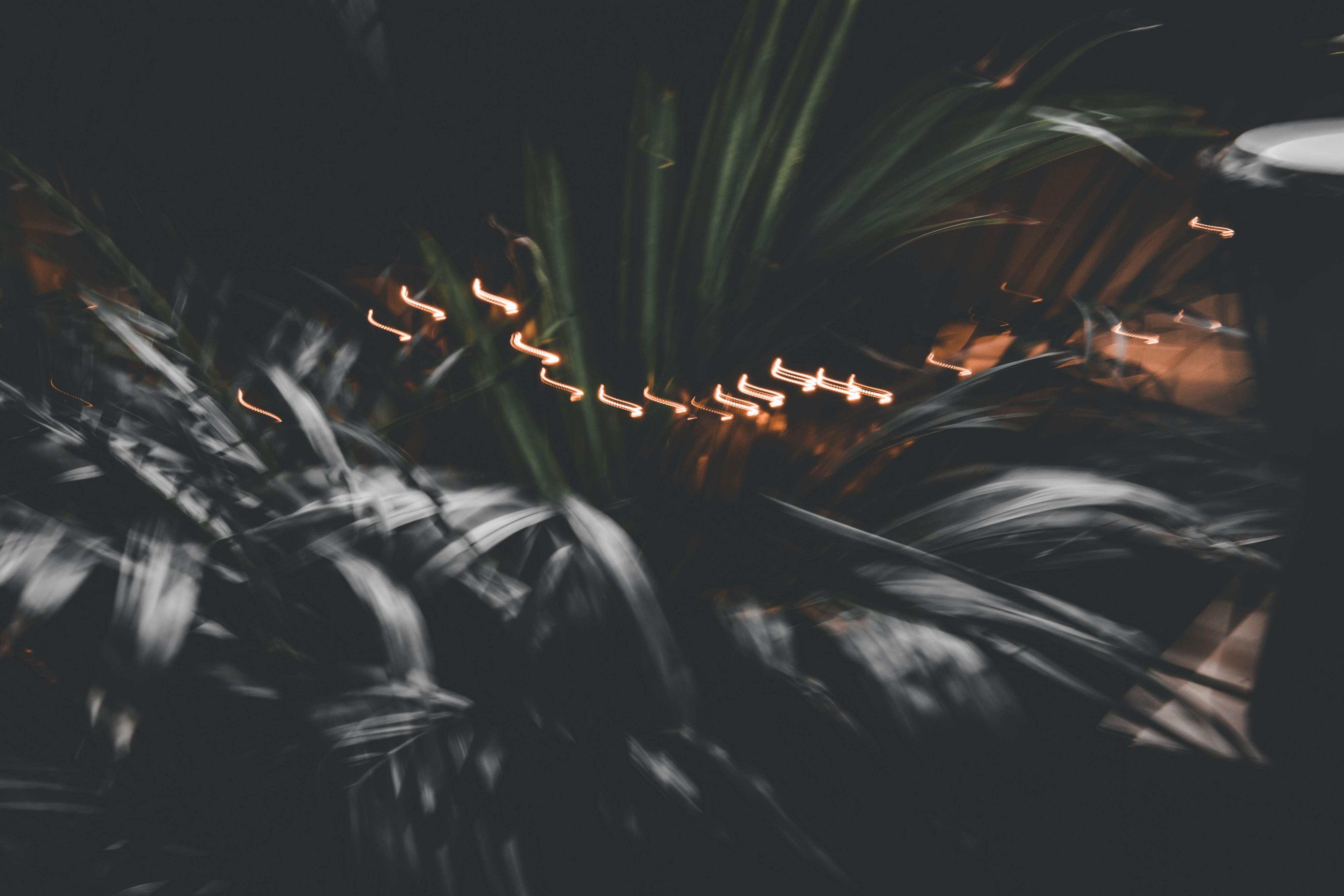 Moonlit Garden in Motion: Soft Bokeh Lights Through Foliage
