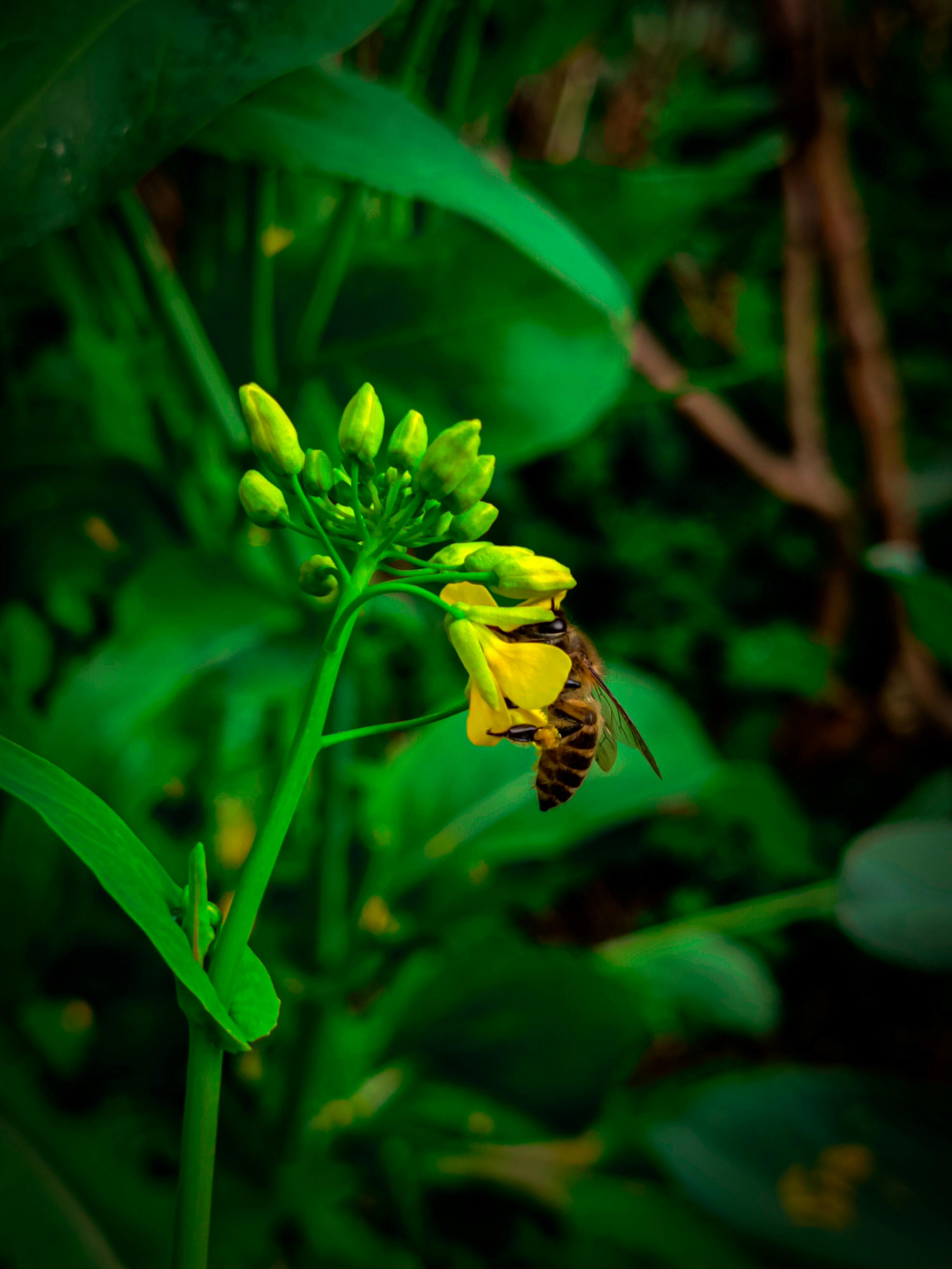 Macro photograph of a honeybee feeding on a cluster of yellow blossoms. Lush green foliage forms a soft backdrop.