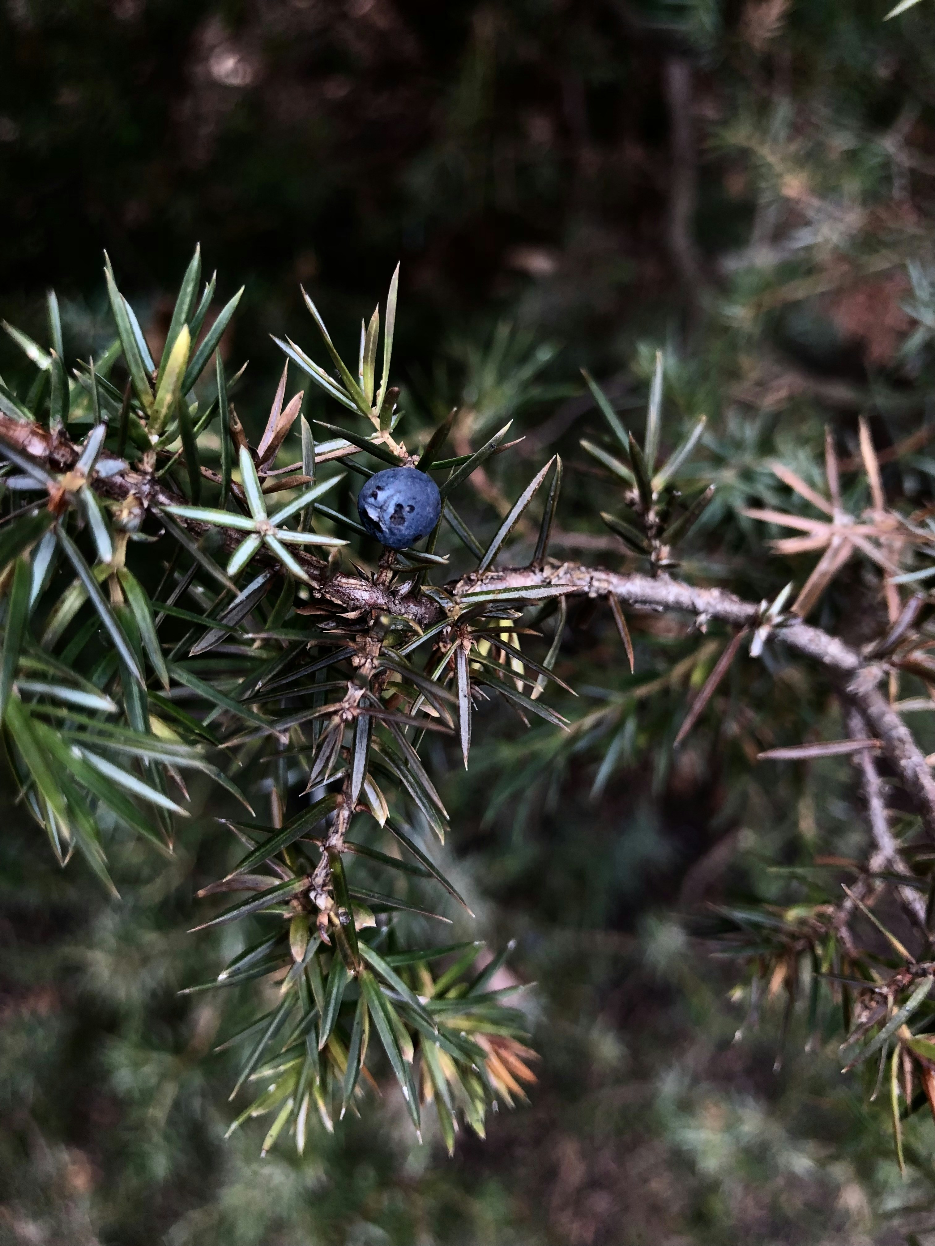 A small blue object is sitting on a branch photo – Free Biology Image ...