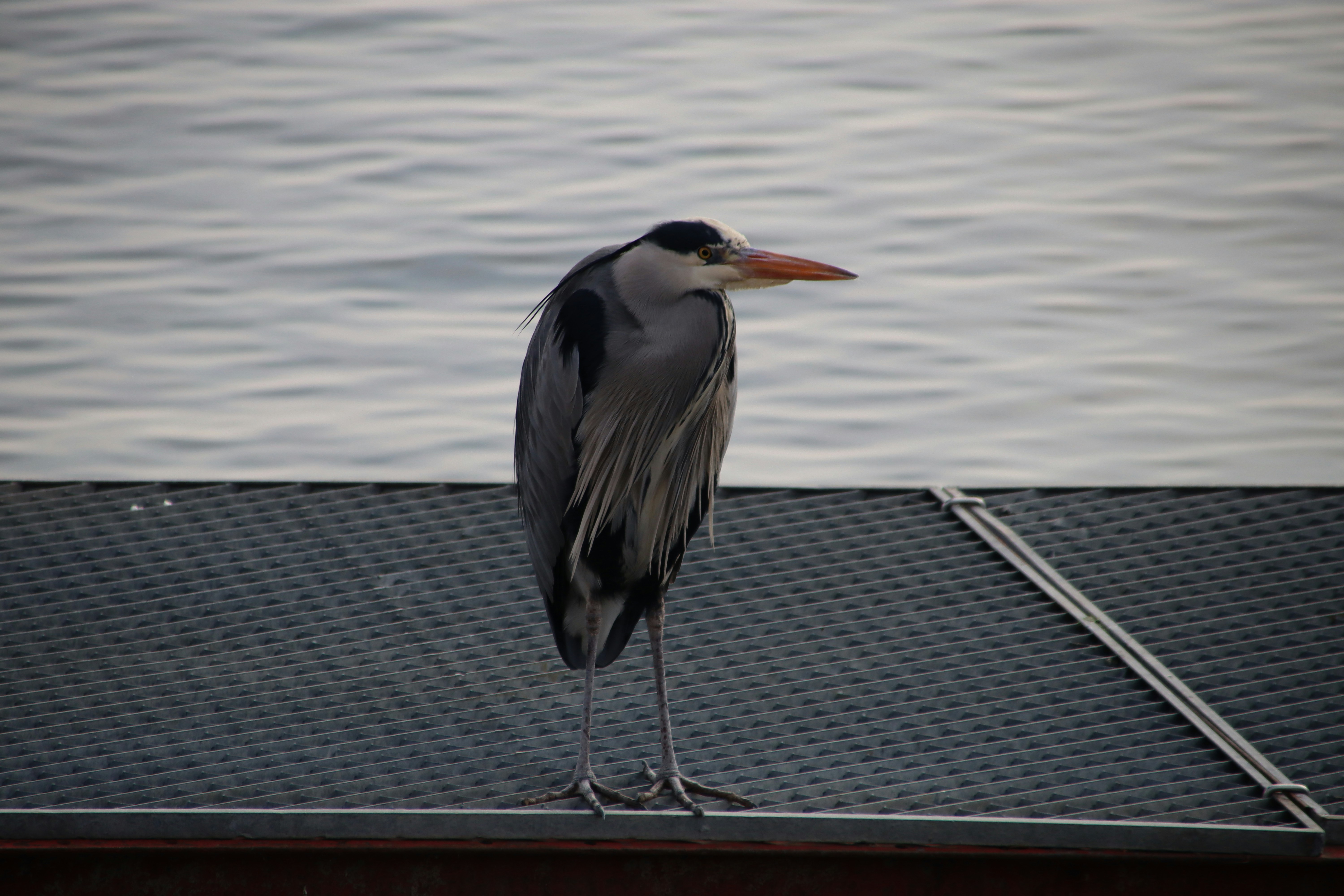 A bird is standing on a dock by the water photo – Free Switzerland ...
