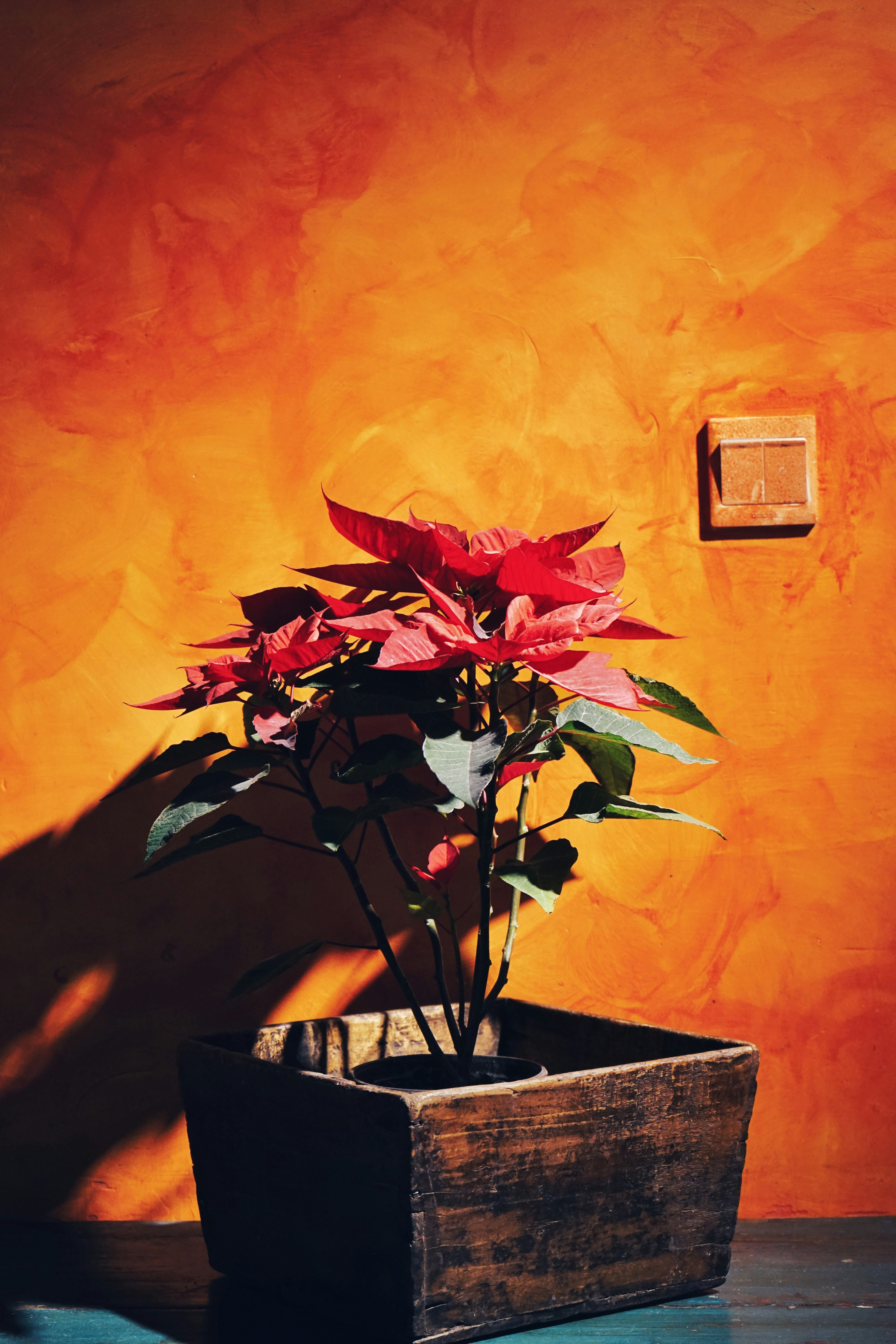 Une plante en pot assise sur une table devant un mur photo – Photo ...