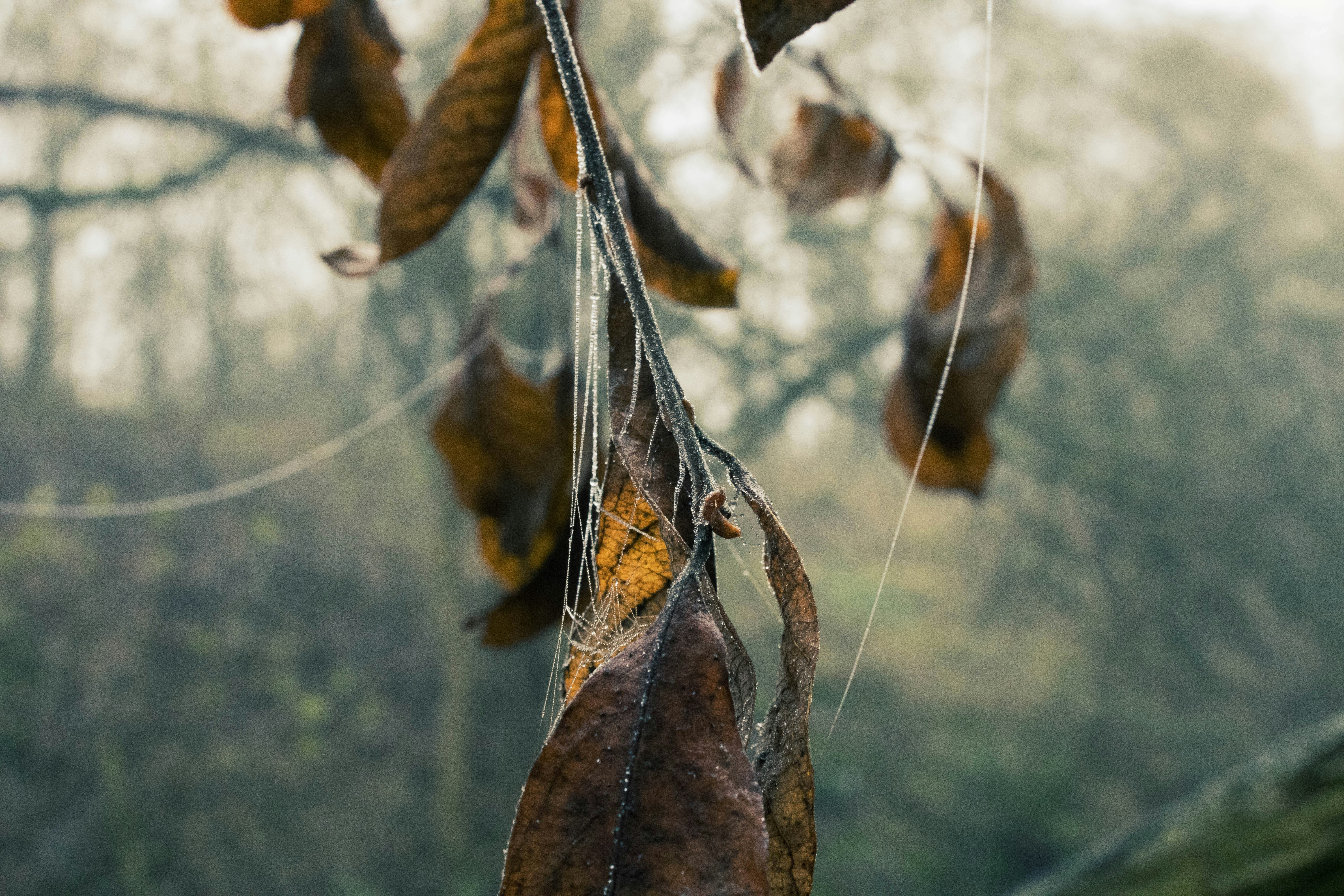 Webs and Withered Leaves: Morning Veil in the Forest