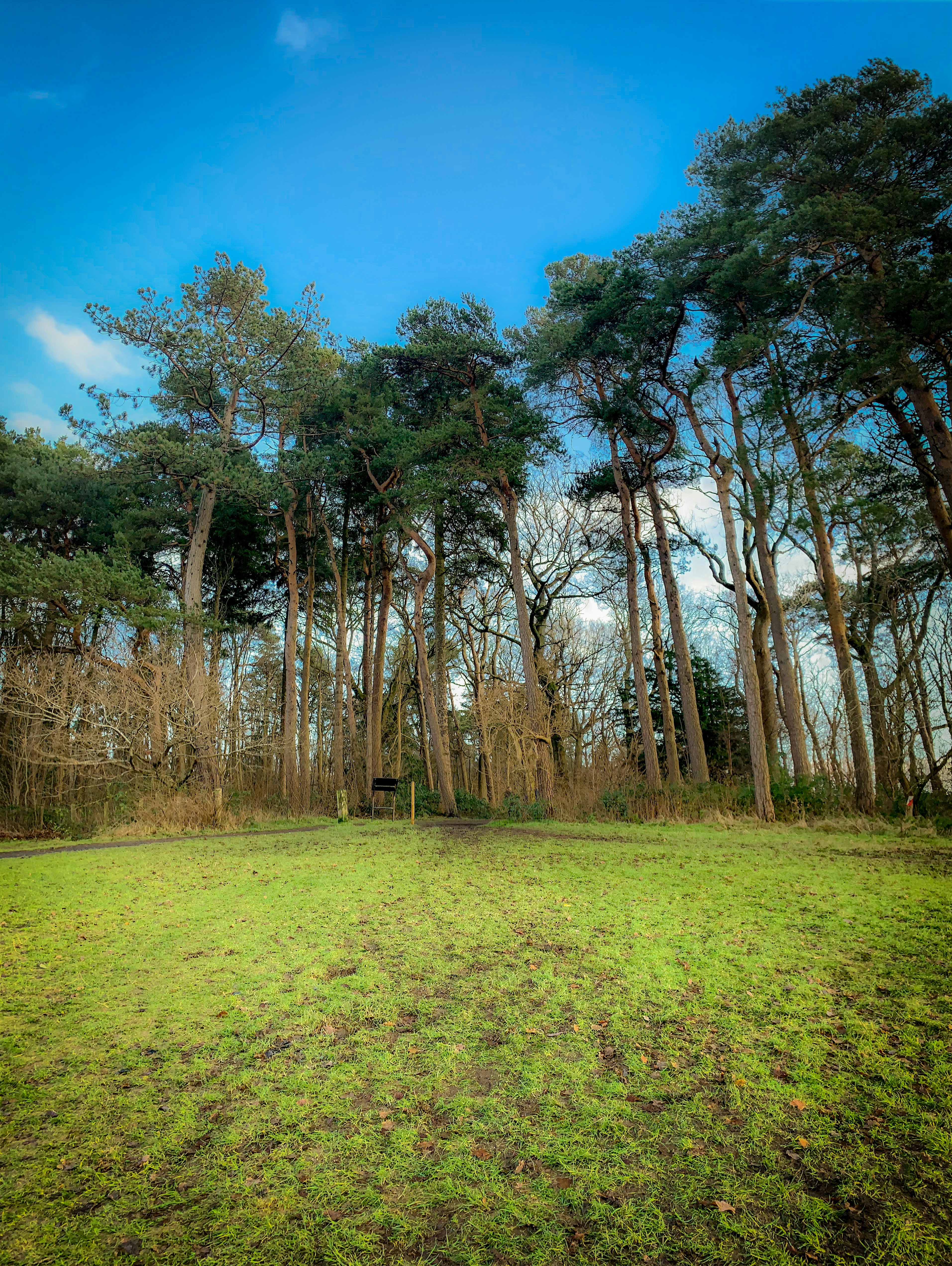 Tall trees reaching for the sky in a serene forest clearing, surrounded by lush green grass and a clear blue sky.