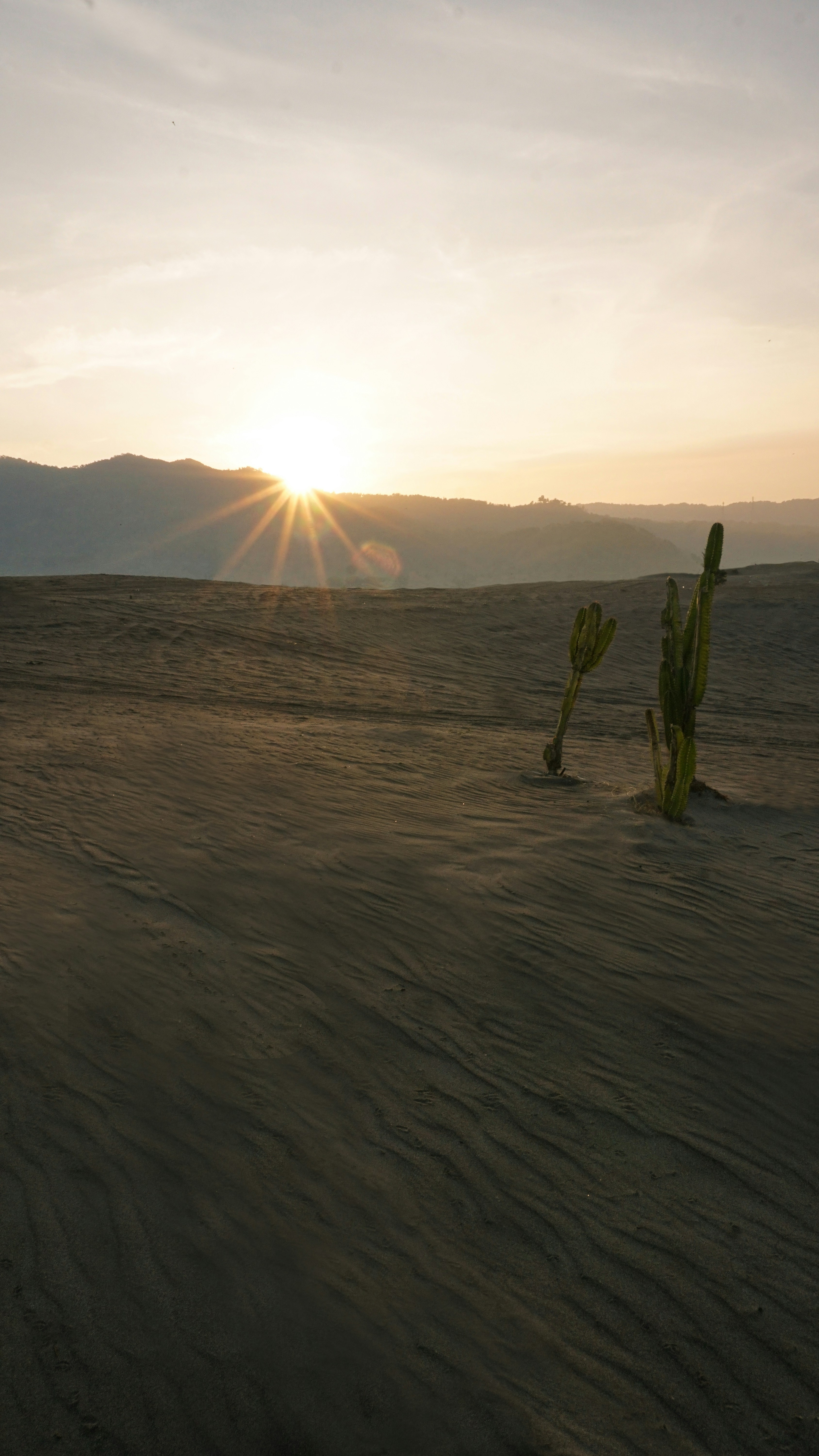 Sunburst Over Silent Dunes: Desert Cacti at Dusk