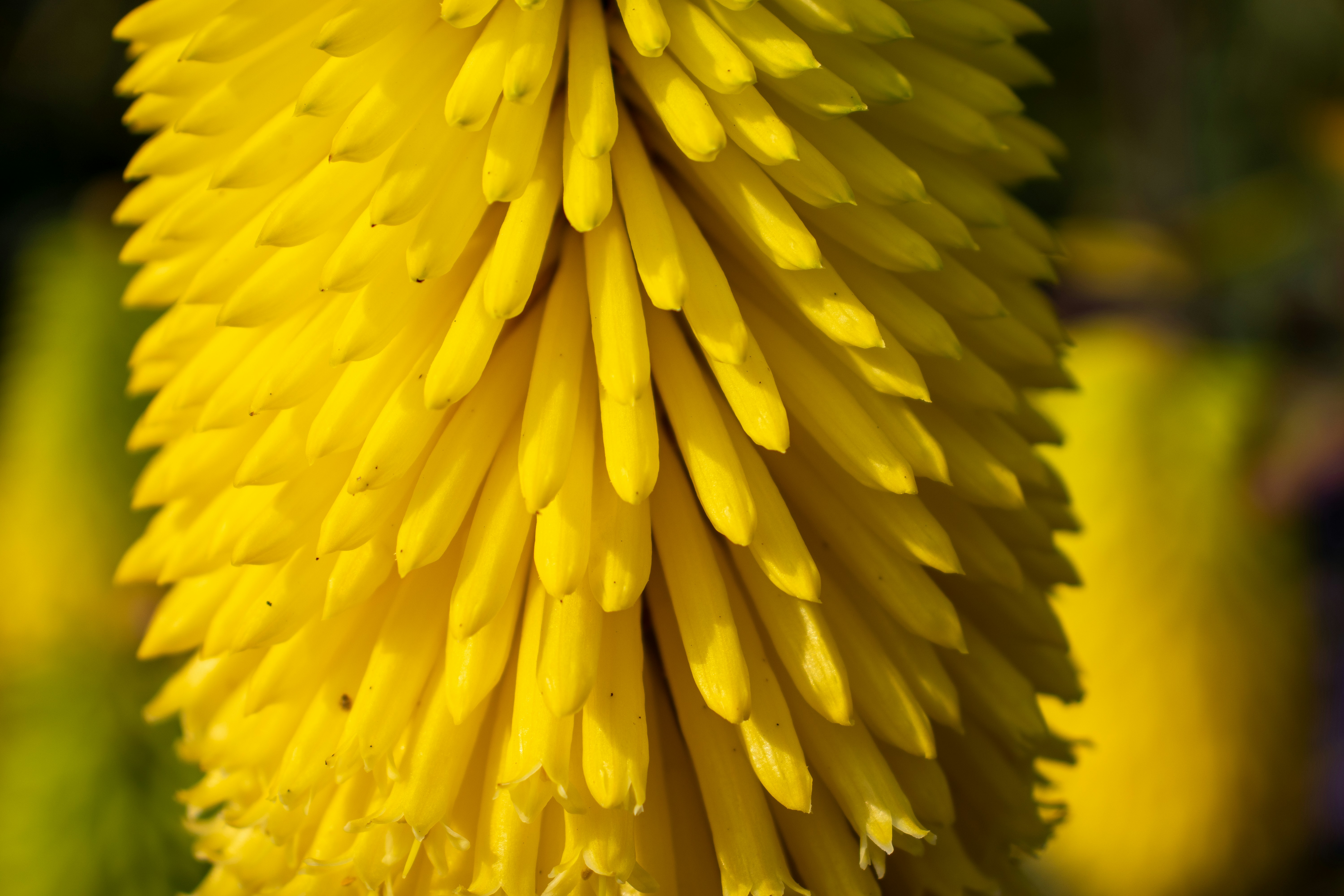 a close up of a yellow flower with many petals