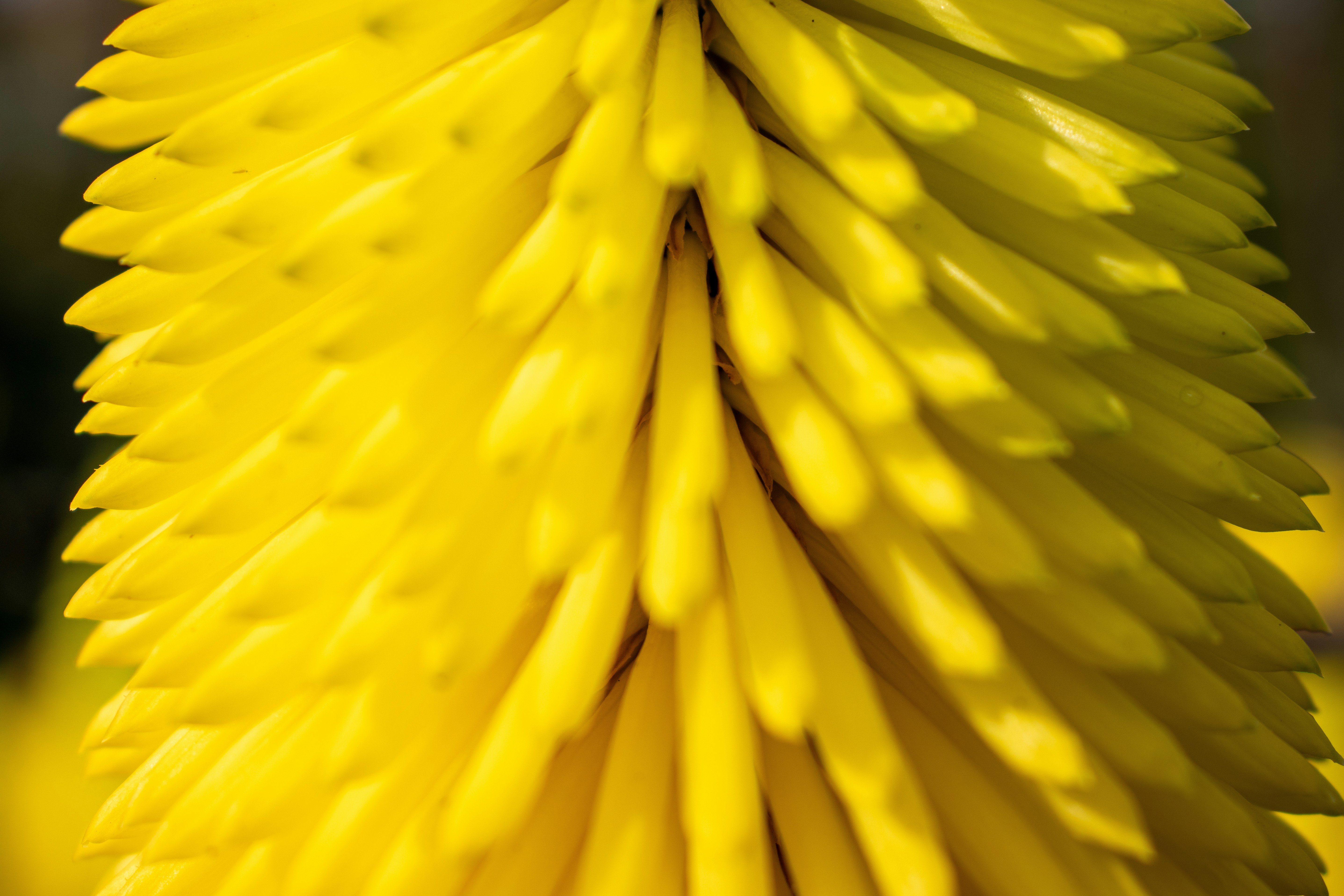 a close up view of a yellow flower
