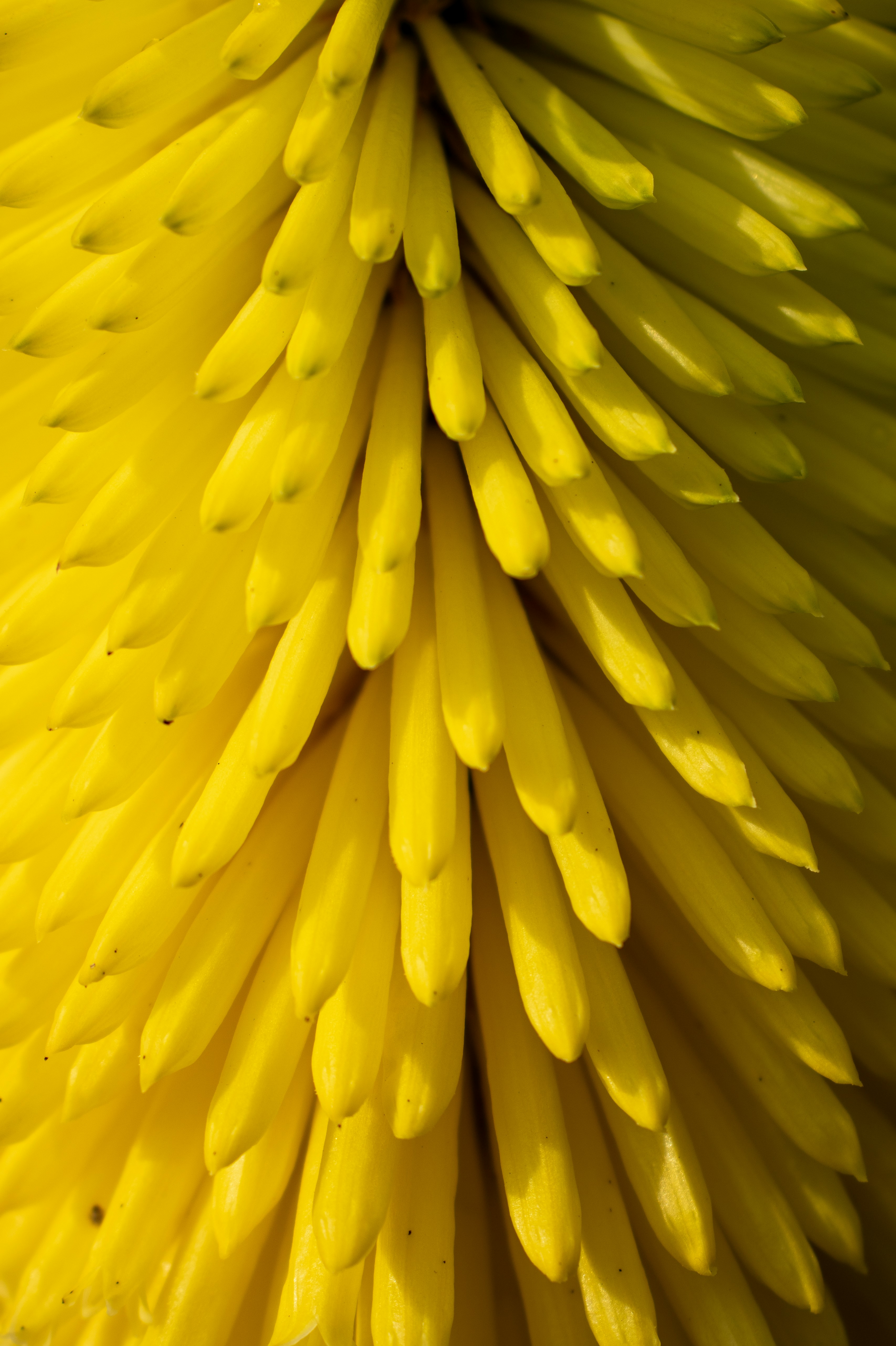 Golden Petal Tessellation: A Close-Up Study of Radiant Yellow