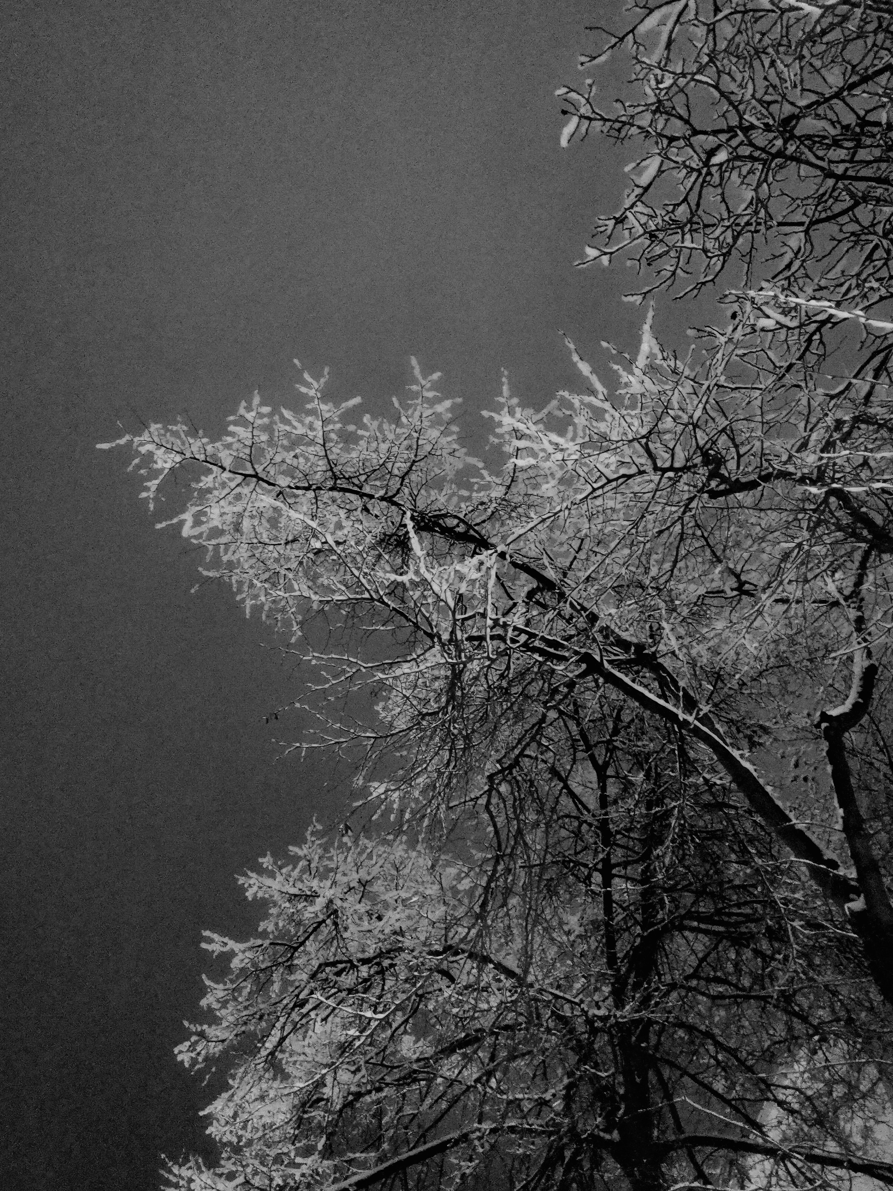 Monochrome scene of frost-coated tree branches reaching into a dark sky, emphasizing texture and negative space.