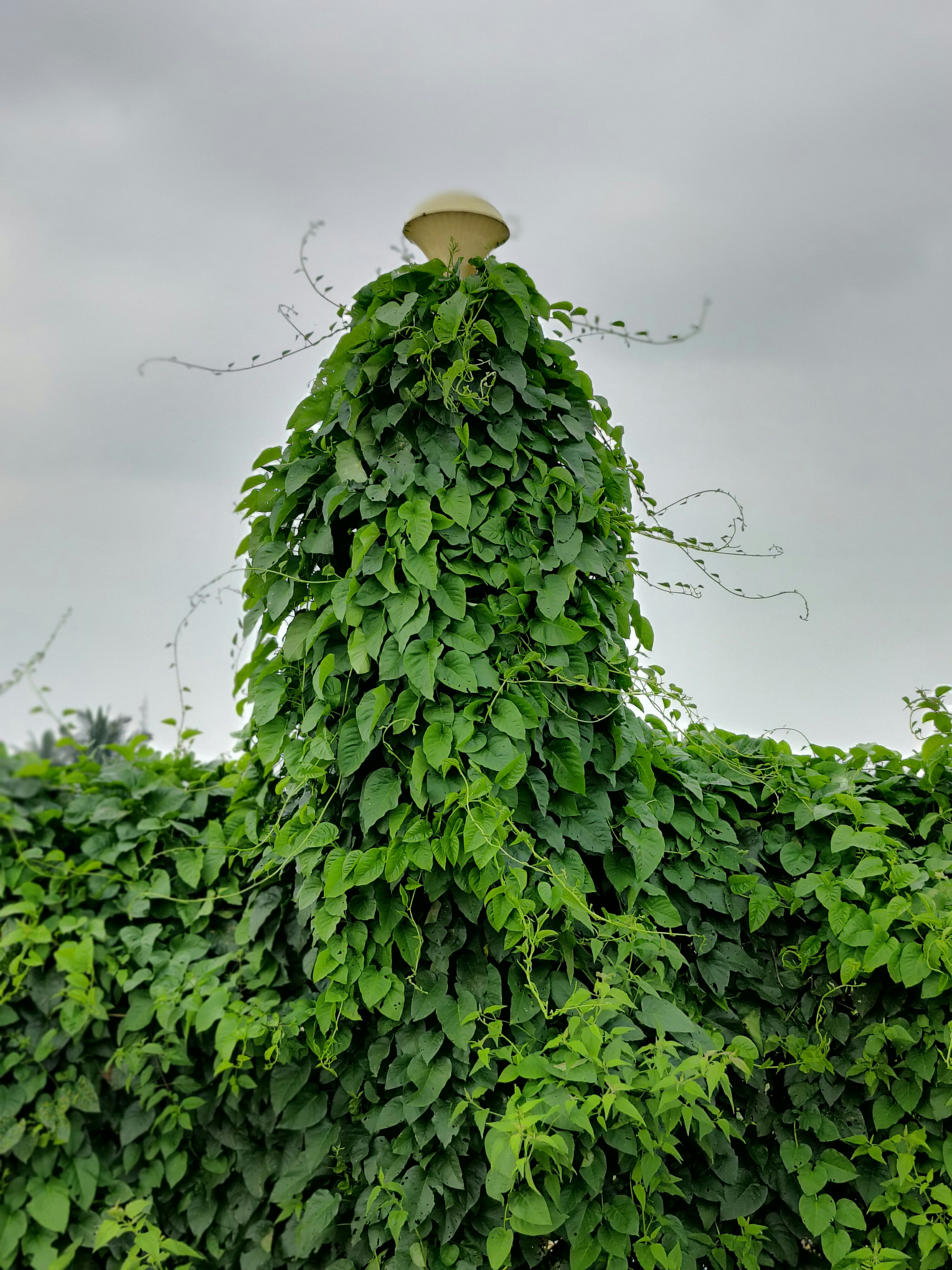 Lush green vines enveloping a structure, creating a natural art piece against a cloudy sky.