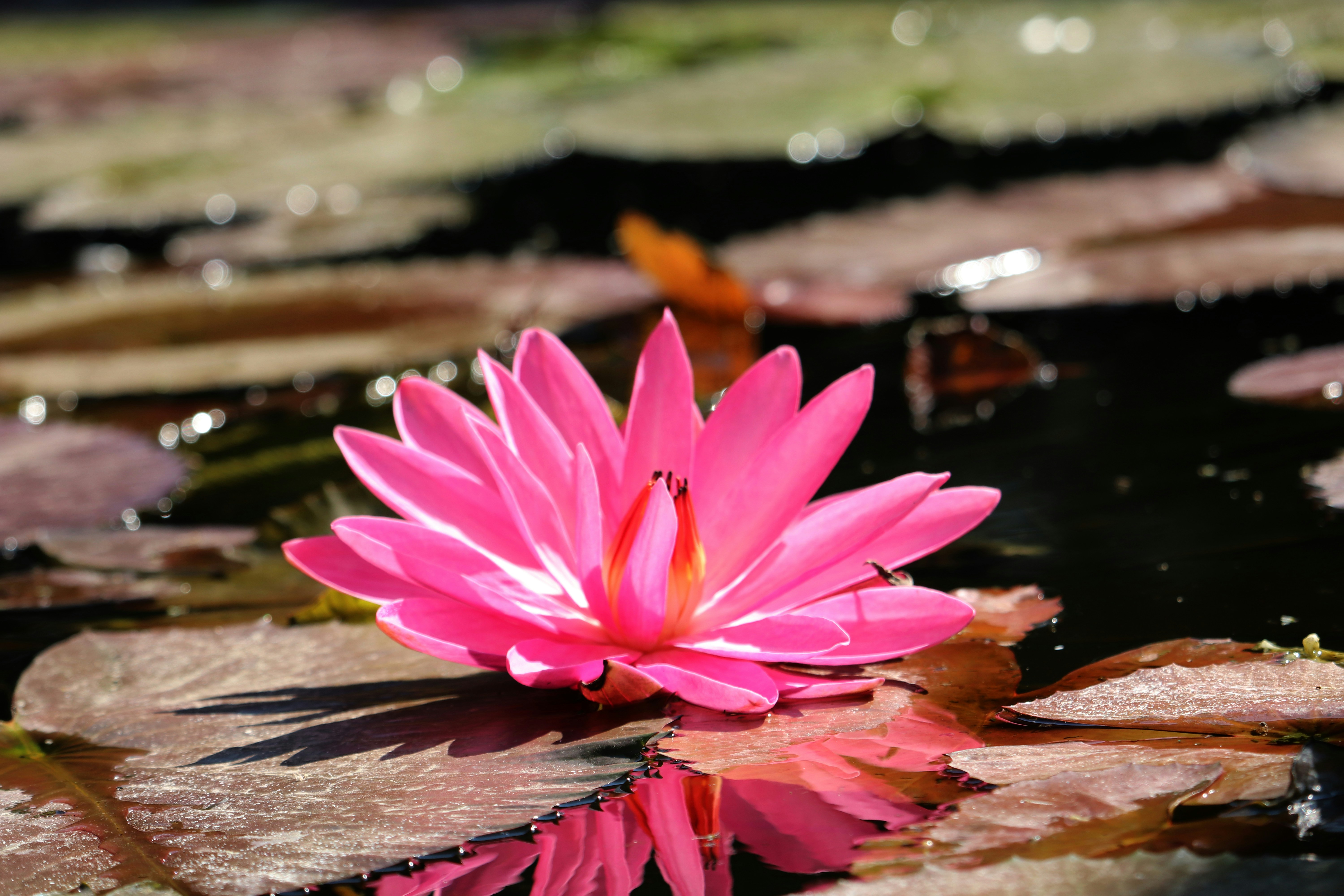 Petals on Glass: A Pink Water Lily Anchoring a Quiet Pond