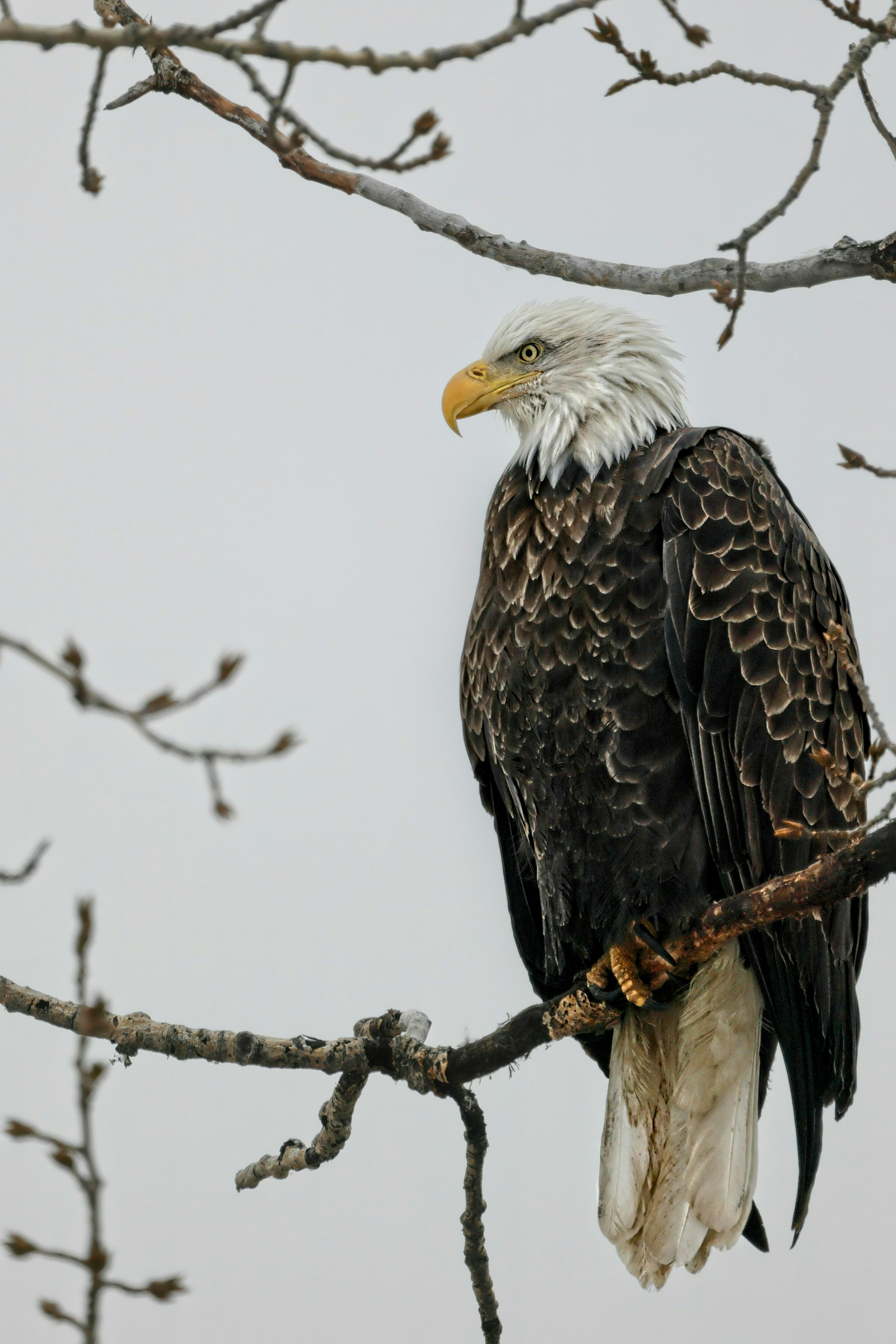 Bald eagle perched on a branch, showcasing its striking features against a muted background.