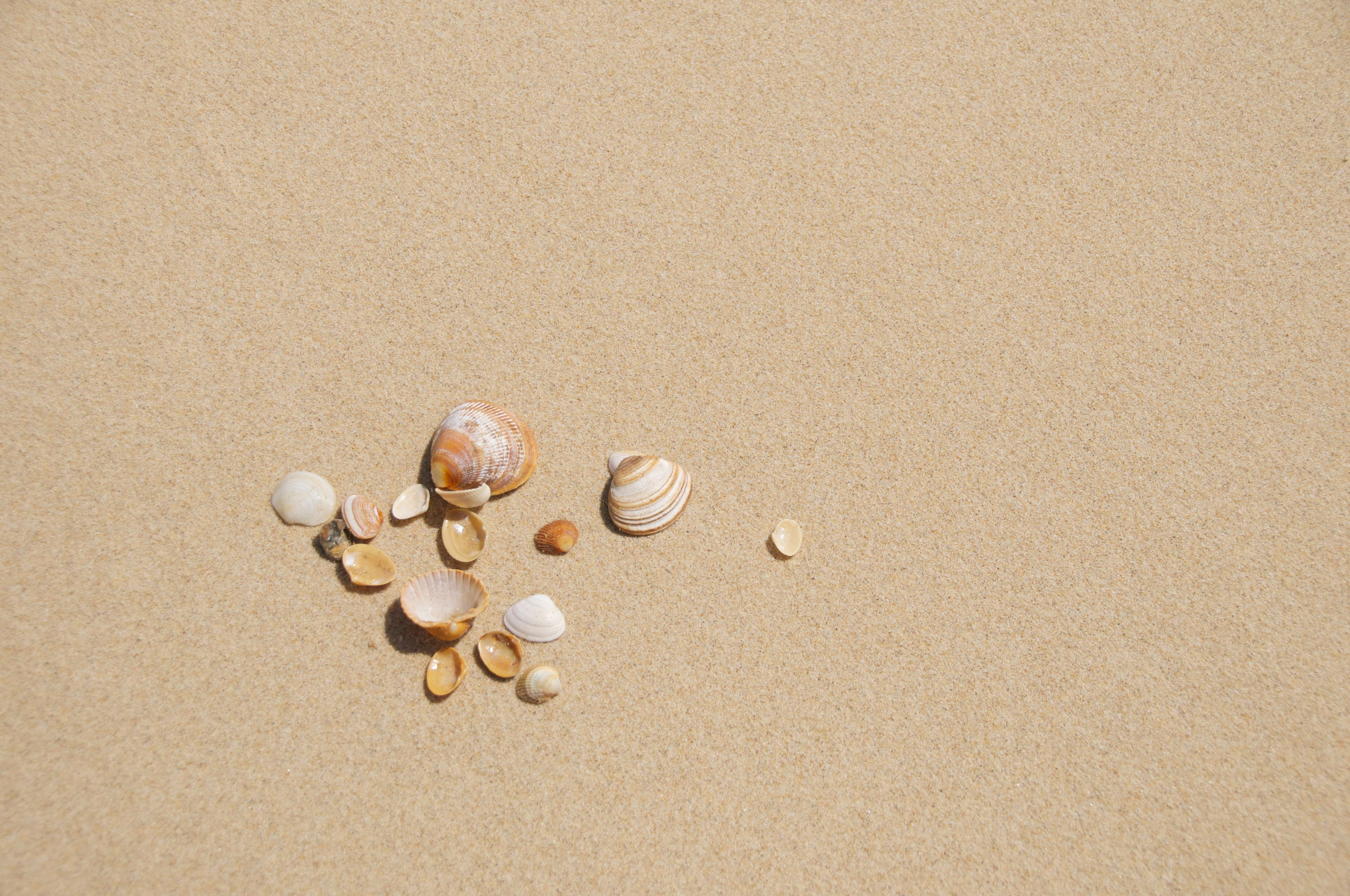Shells are scattered on a sandy beach photo – Free Sand beach Image on ...