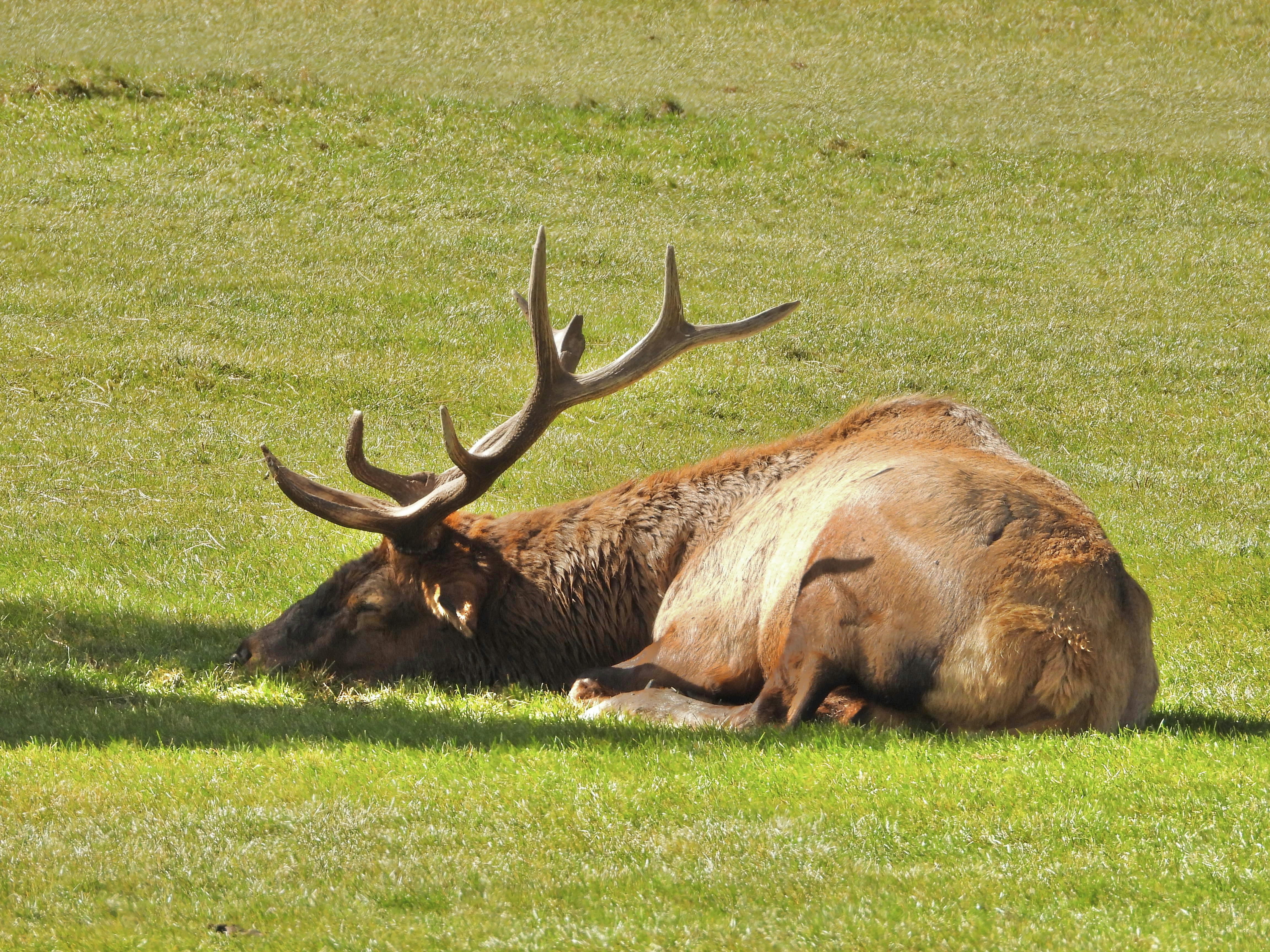 A large elk laying on top of a lush green field photo – Free Elk Image ...