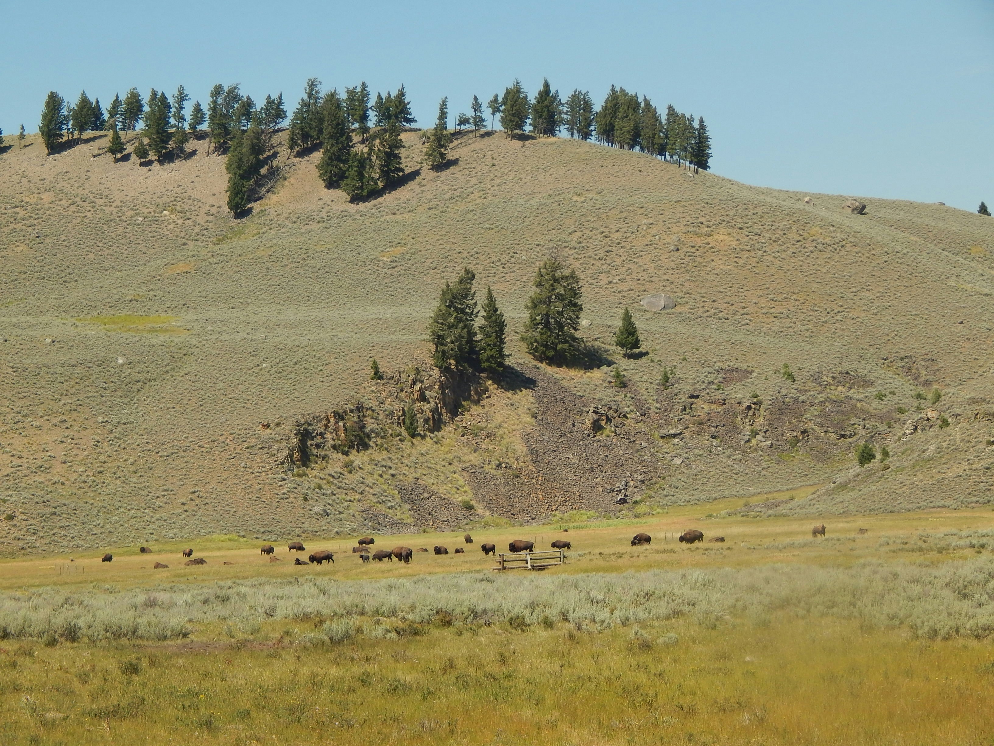 Bison roam freely across a grassy plain, framed by gentle hills and clusters of trees under a clear blue sky.