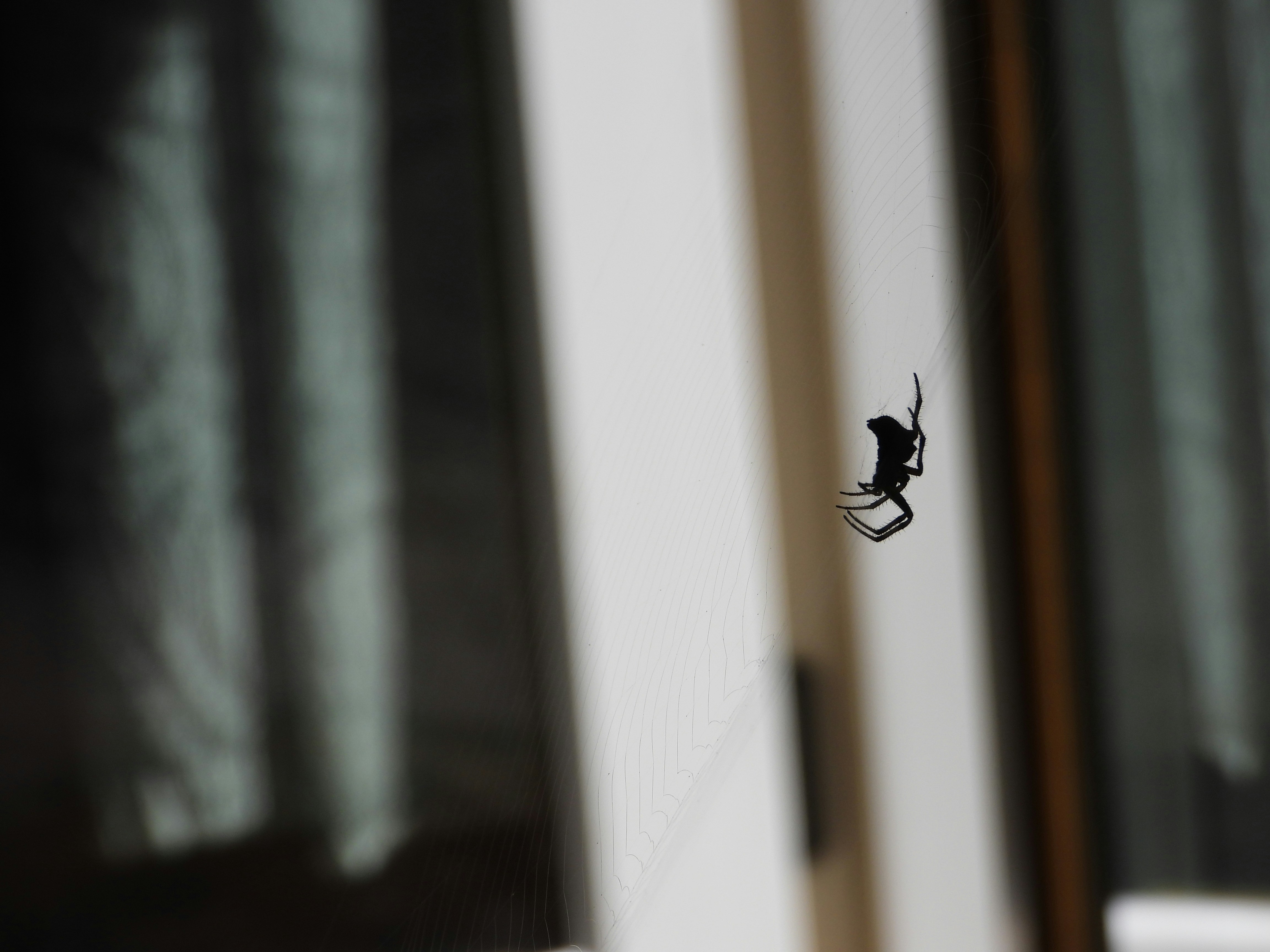 Silhouette of a spider suspended in a web, framed by blurred window panes. The intricate details of the web contrast with the soft background.