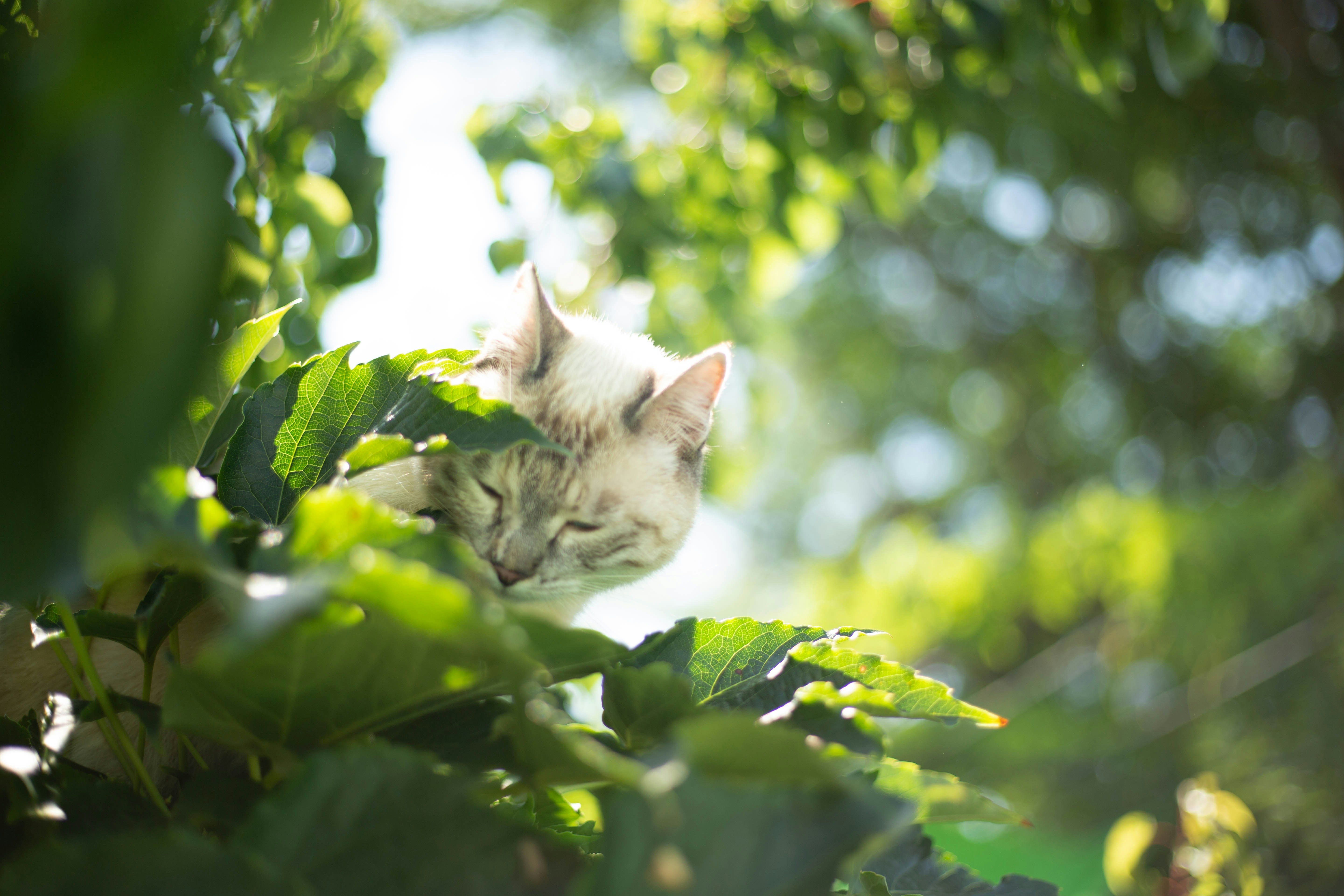 Whisper of Sunlight: A Curious Cat Among Leafy Veils