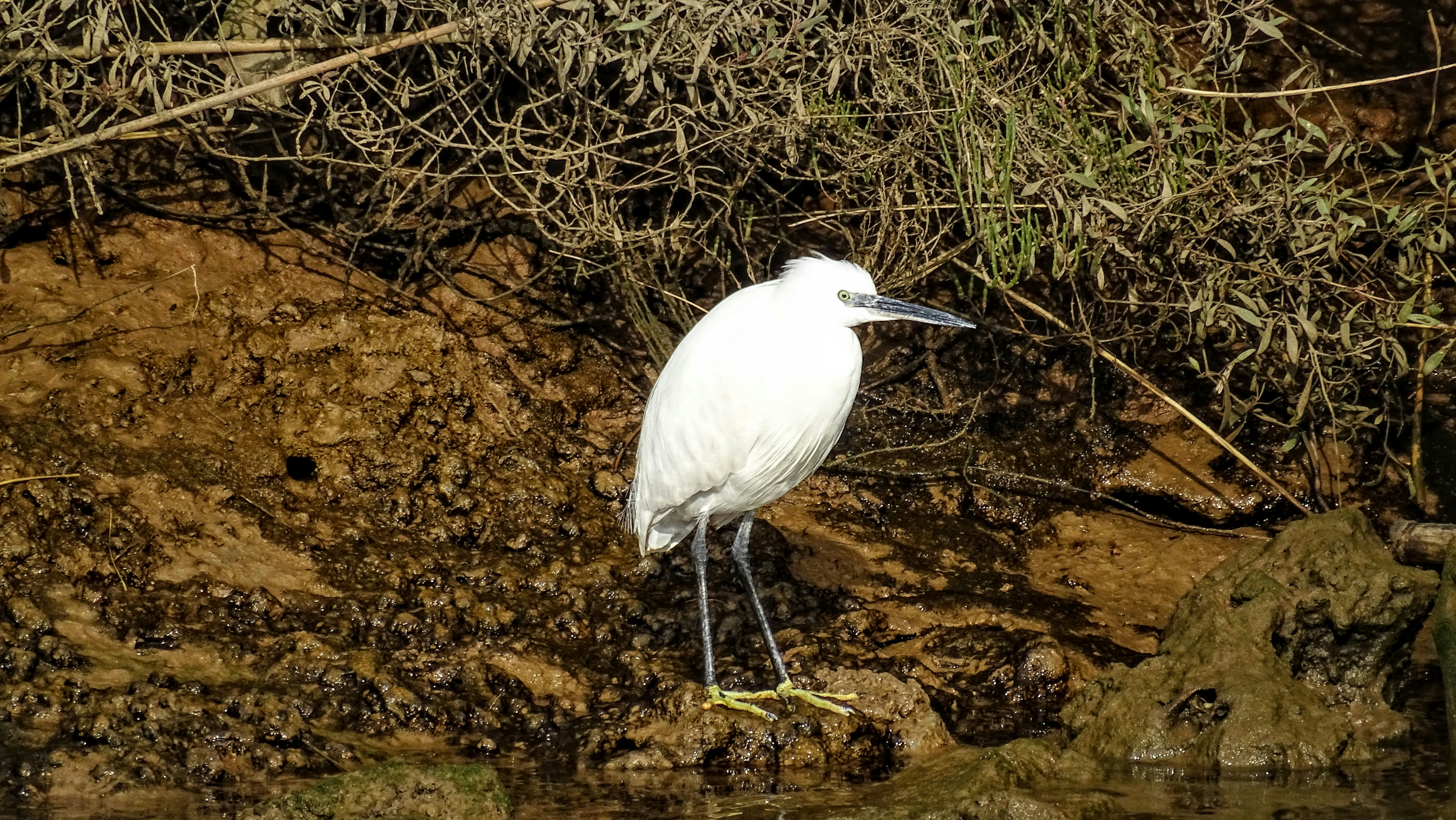 a white bird standing on a rock next to a body of water