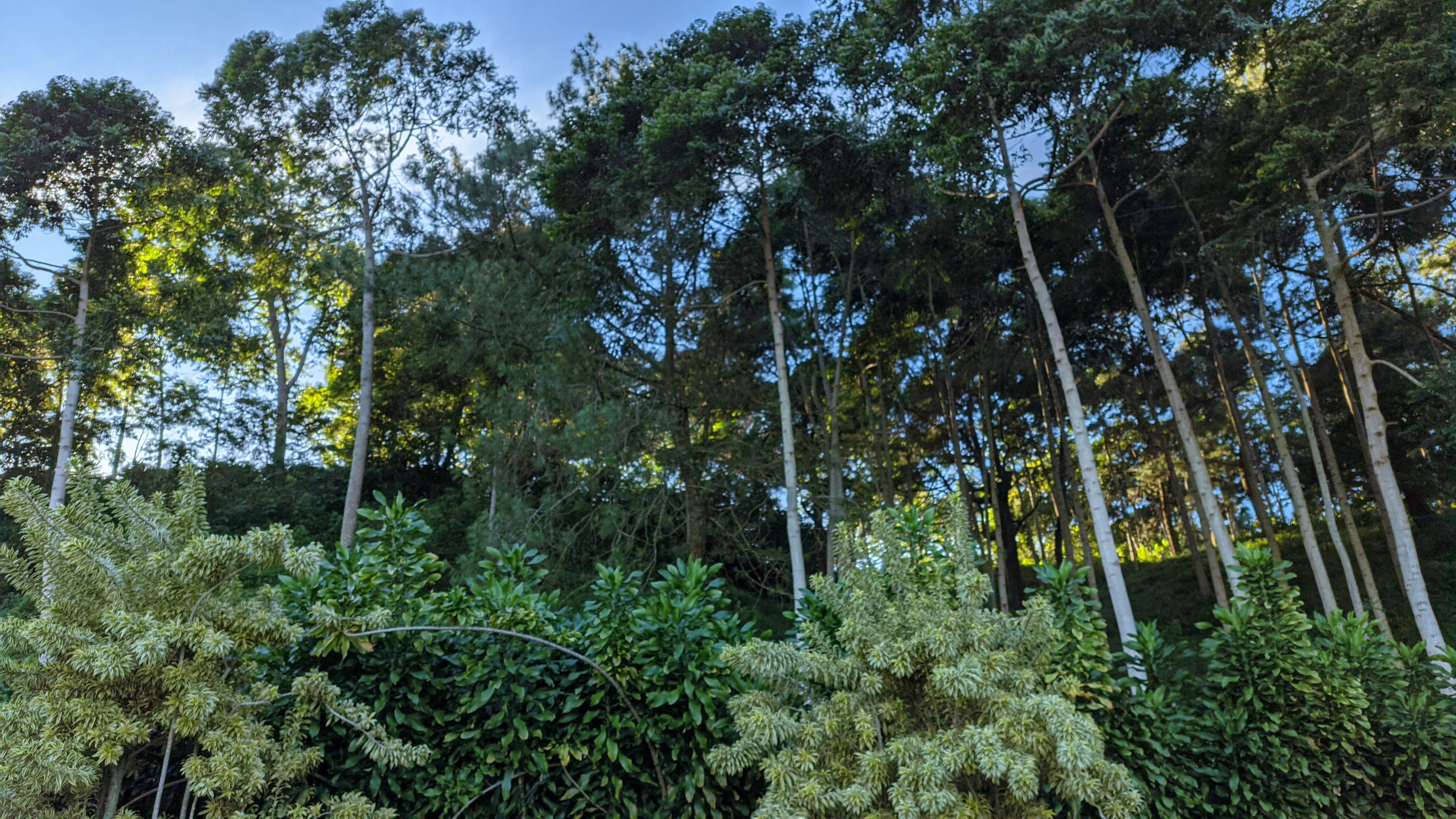 Tall pine trees silhouetted against a clear blue sky with sunlight filtering through the foliage.
