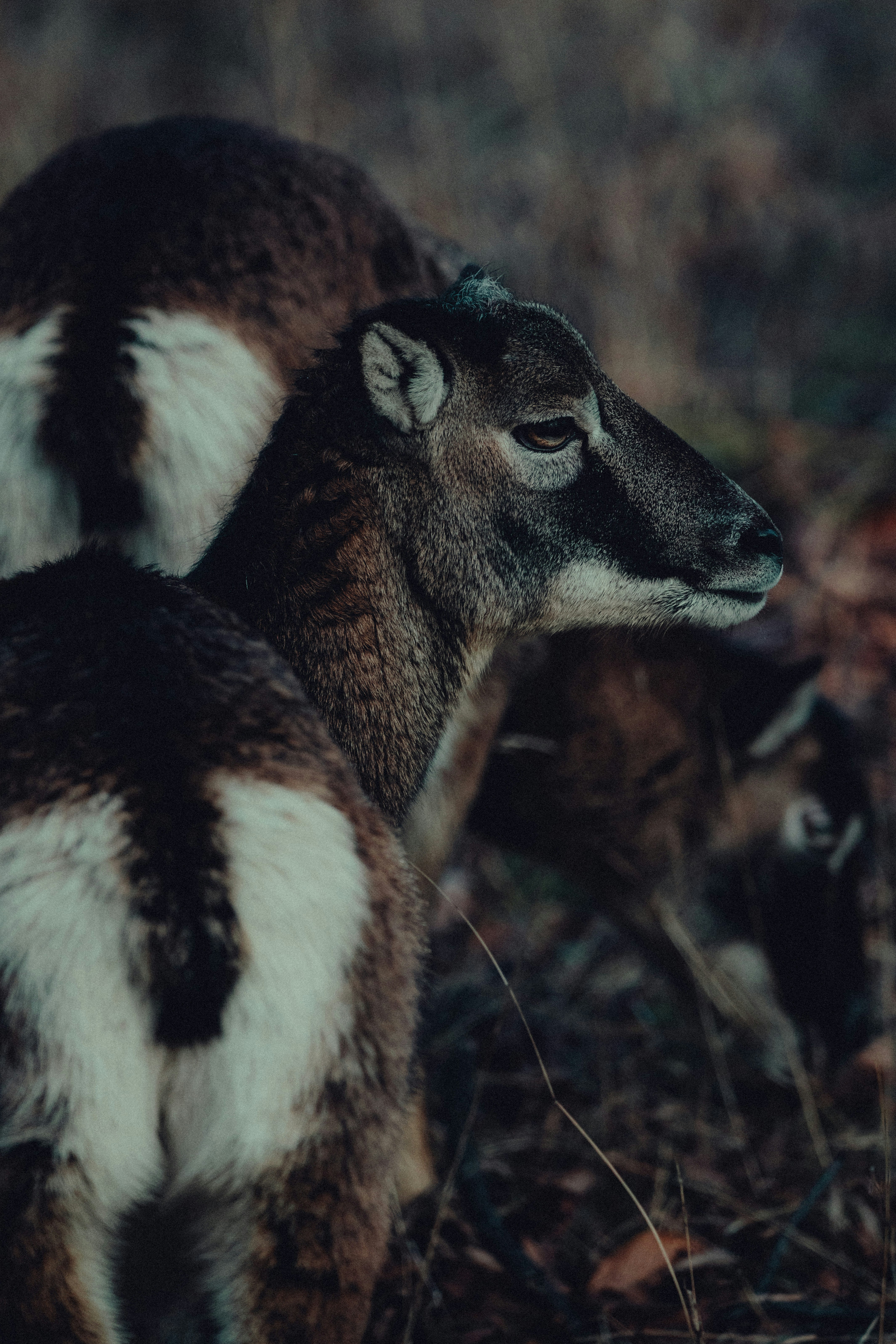 Side-profile Sheep in Low Light