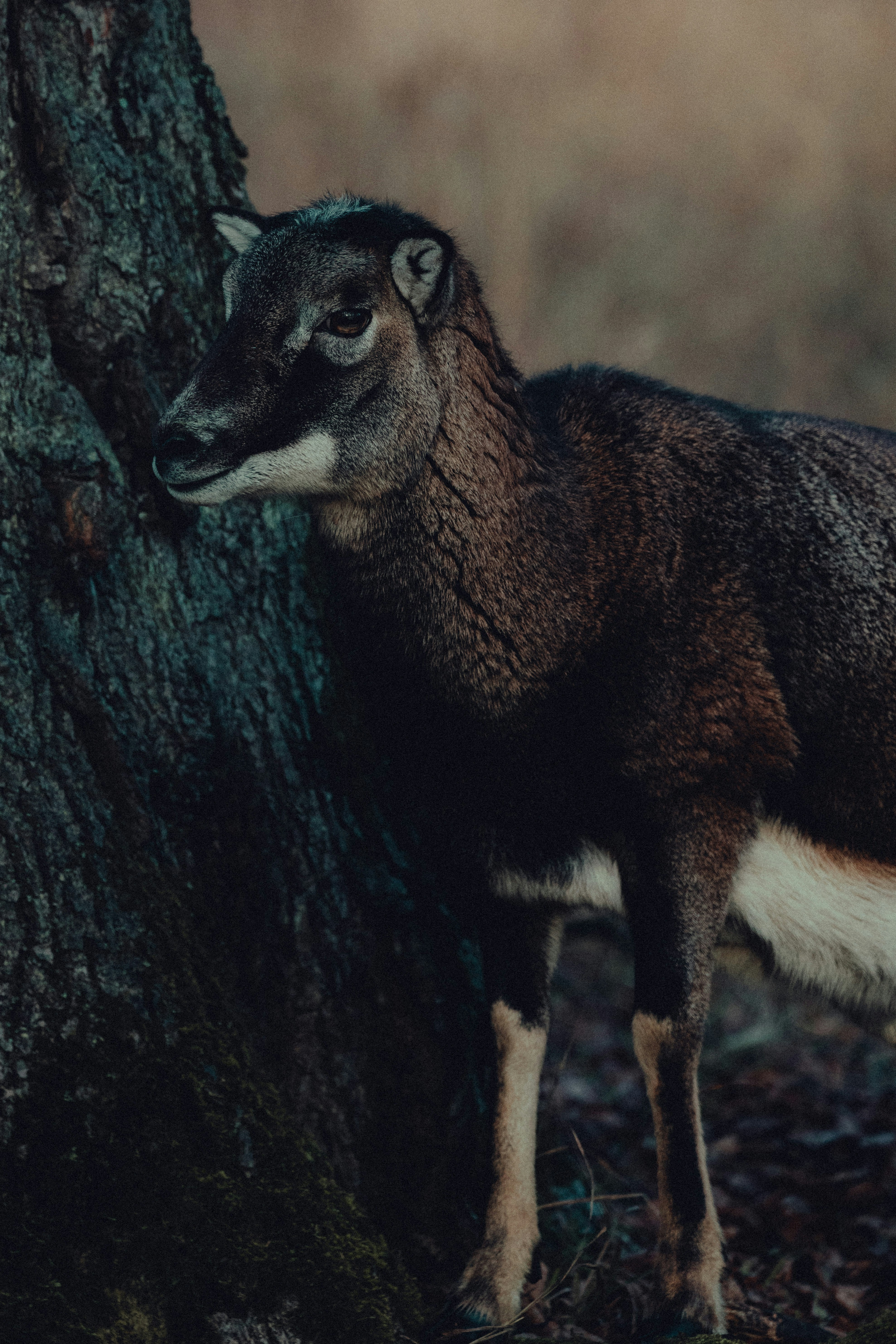 Shadowed Gaze by the Mossy Trunk