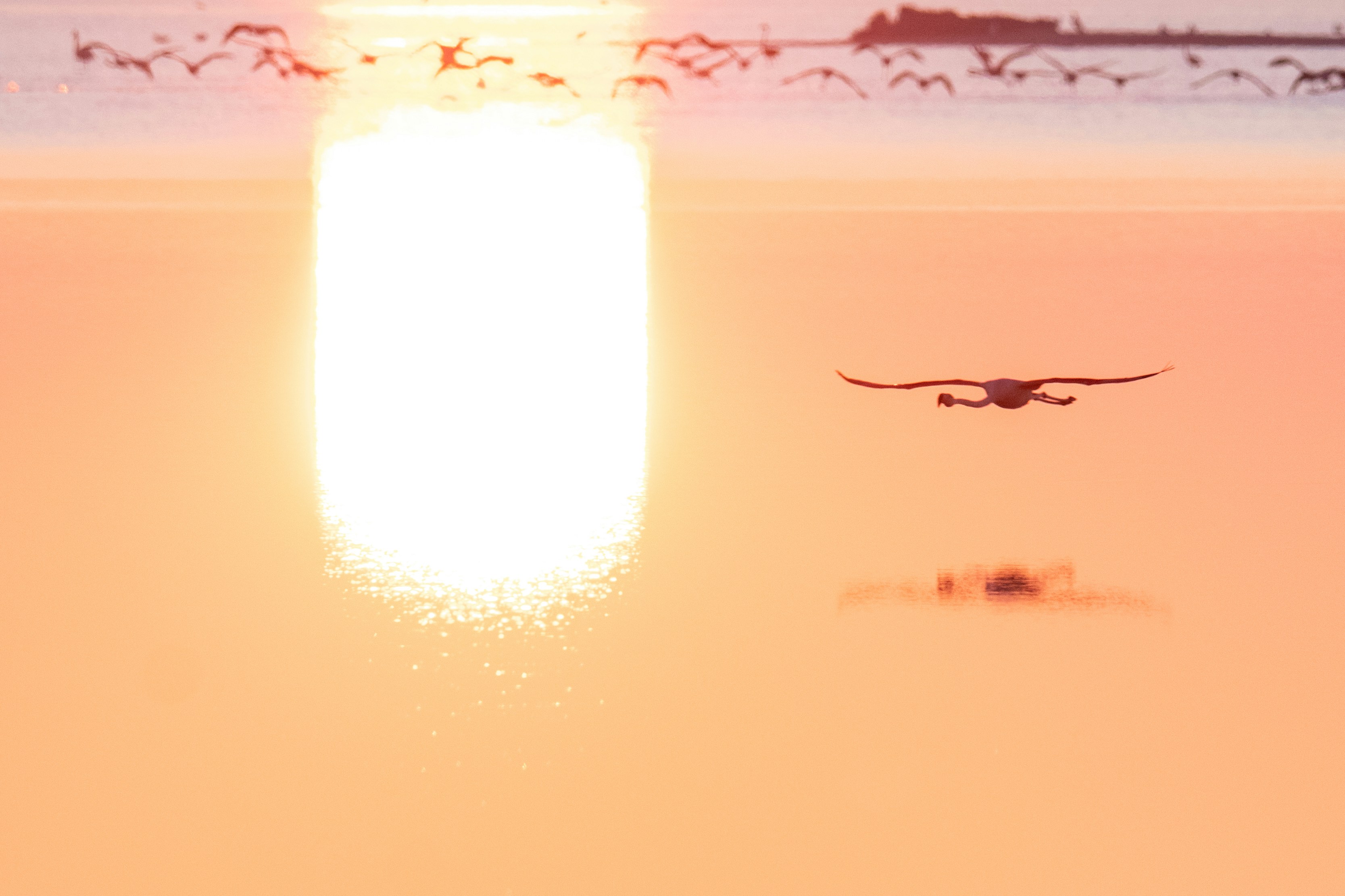 A lone bird glides gracefully across a shimmering water surface, reflecting the vibrant hues of a sunset. The scene is enhanced by a flock of birds in the background.