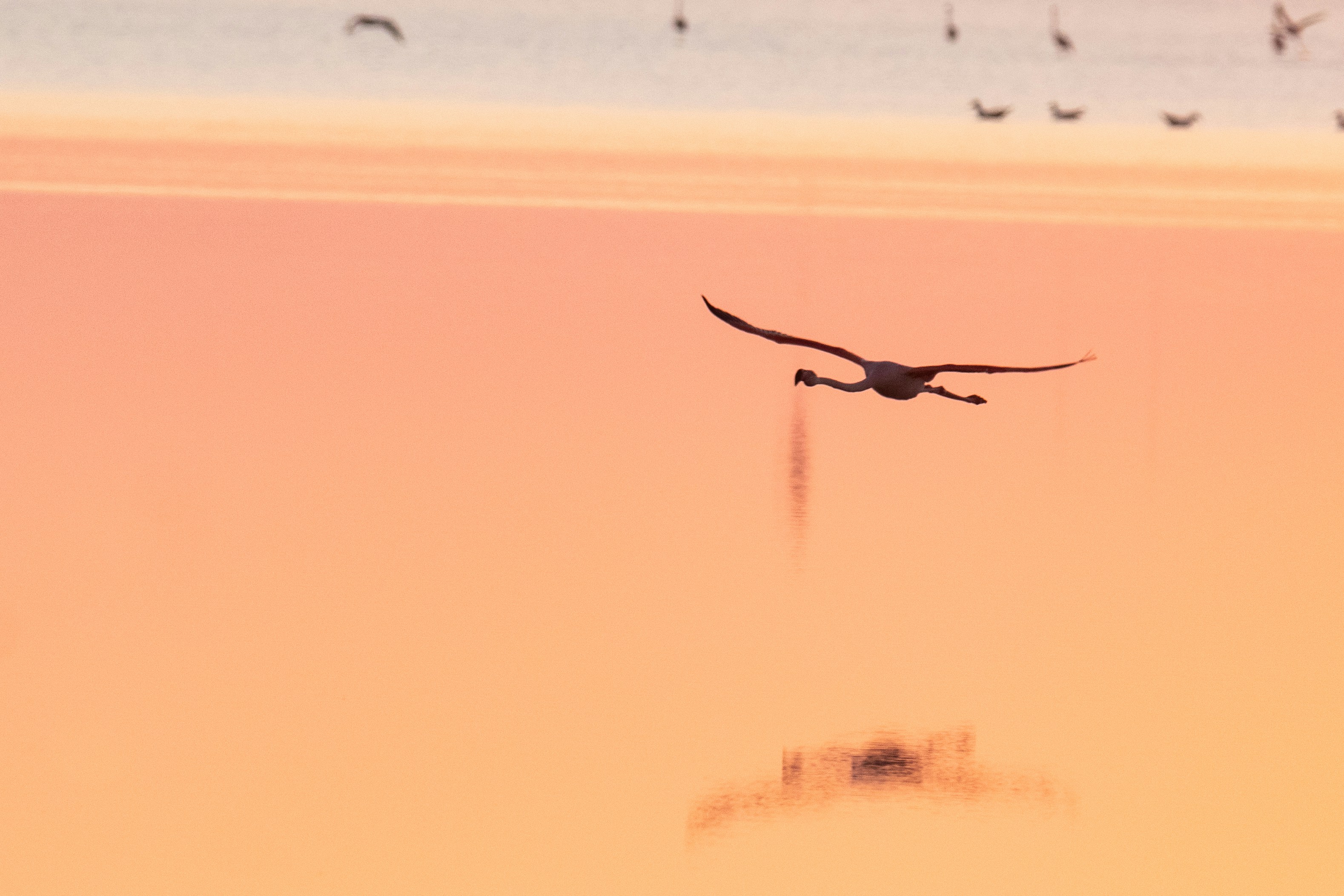 a large bird flying in the sky at sunset