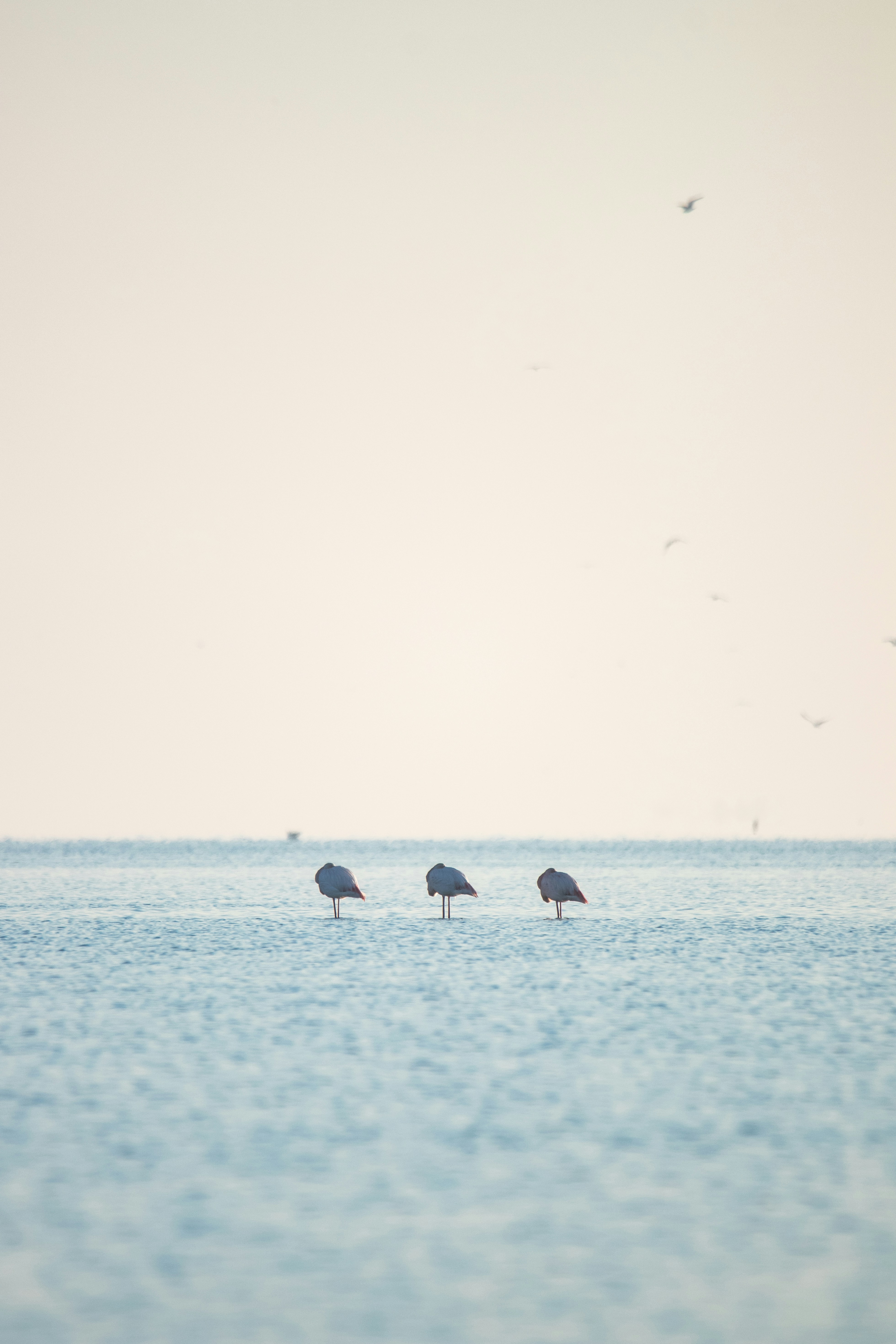 a couple of birds standing on top of a large body of water