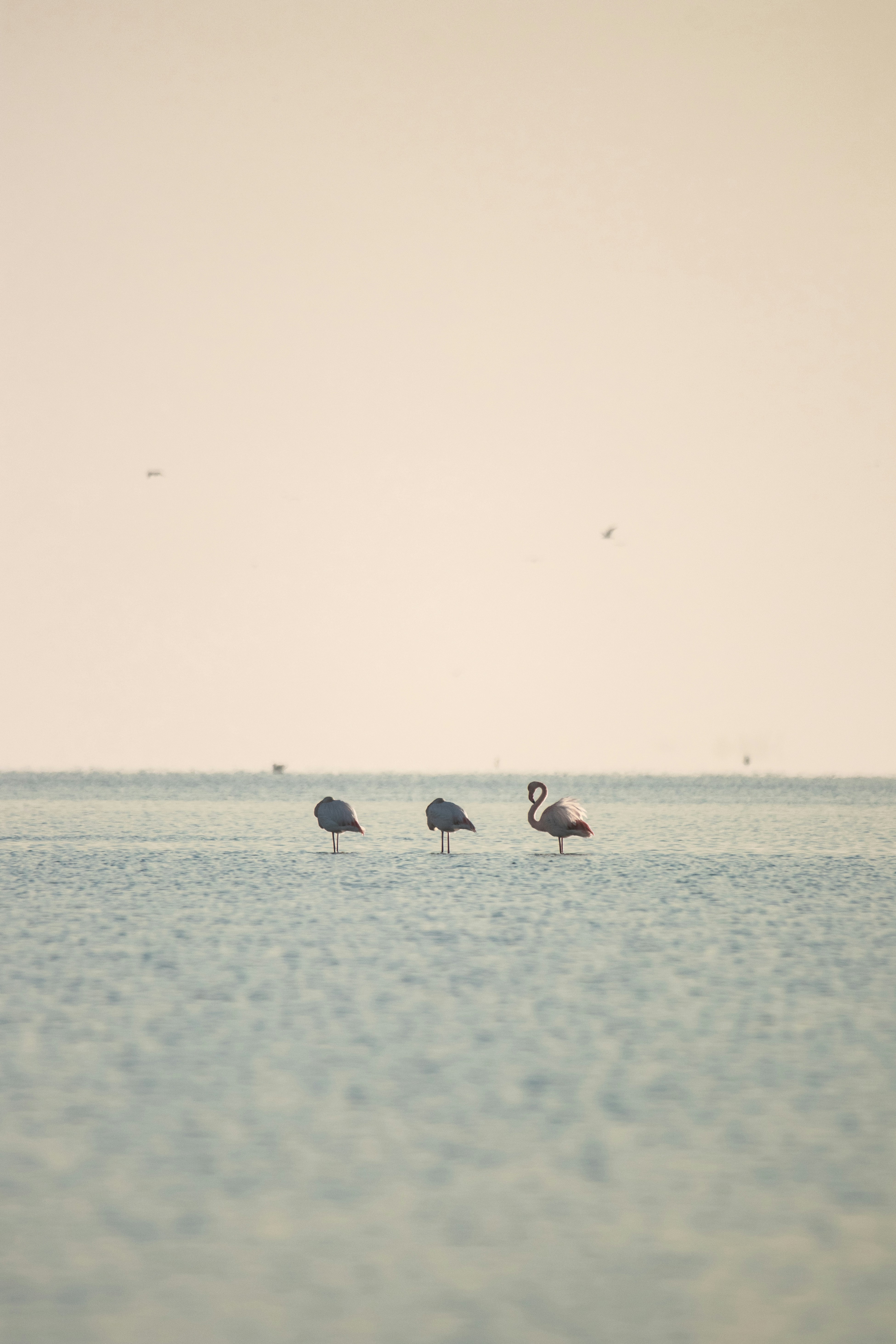 Three flamingos stand gracefully in shallow water, with one striking a pose against a soft, pastel sky. The tranquil scene captures the essence of nature's beauty.