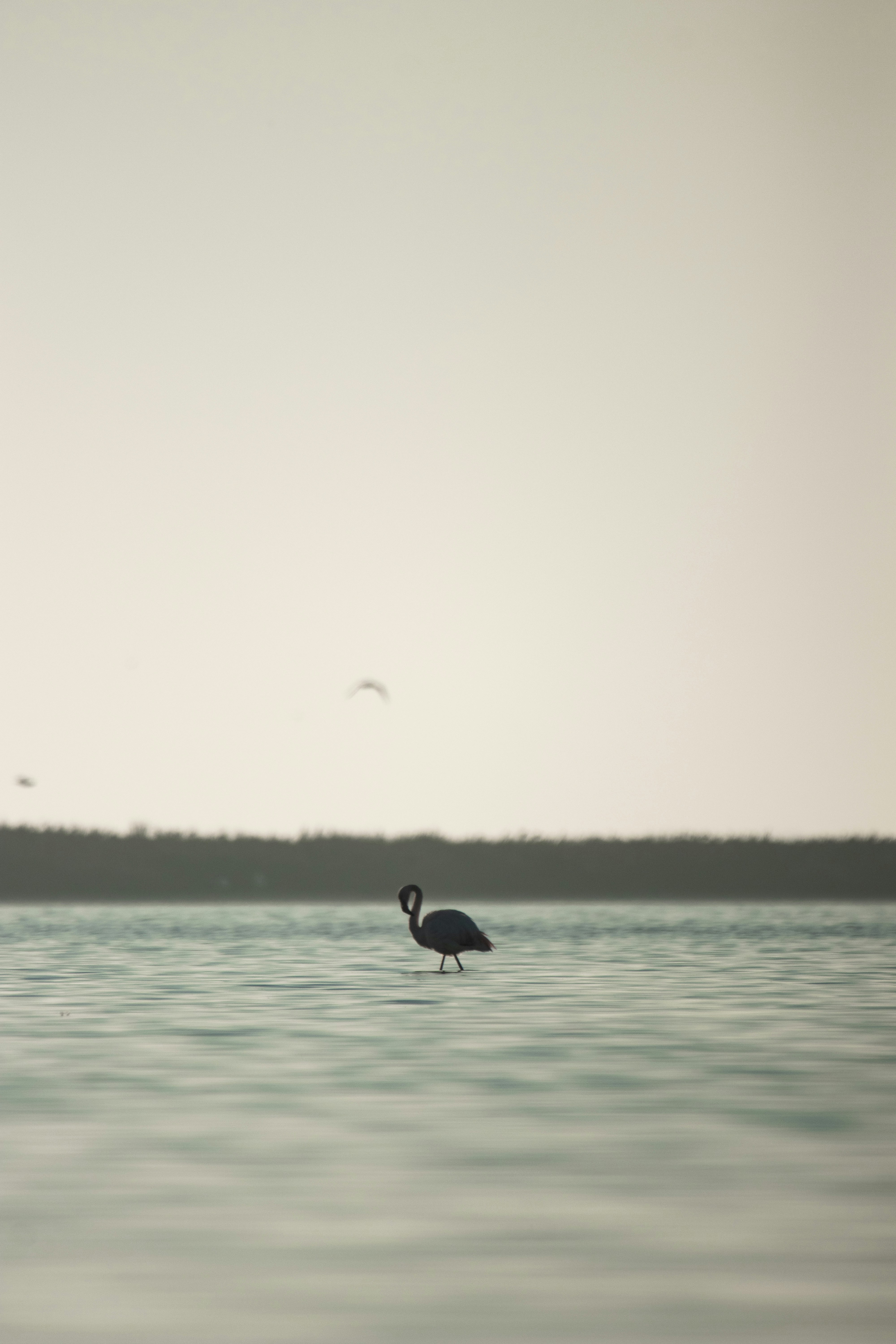 Flamingo at Dusk: A solitary silhouette in glassy shallow waters
