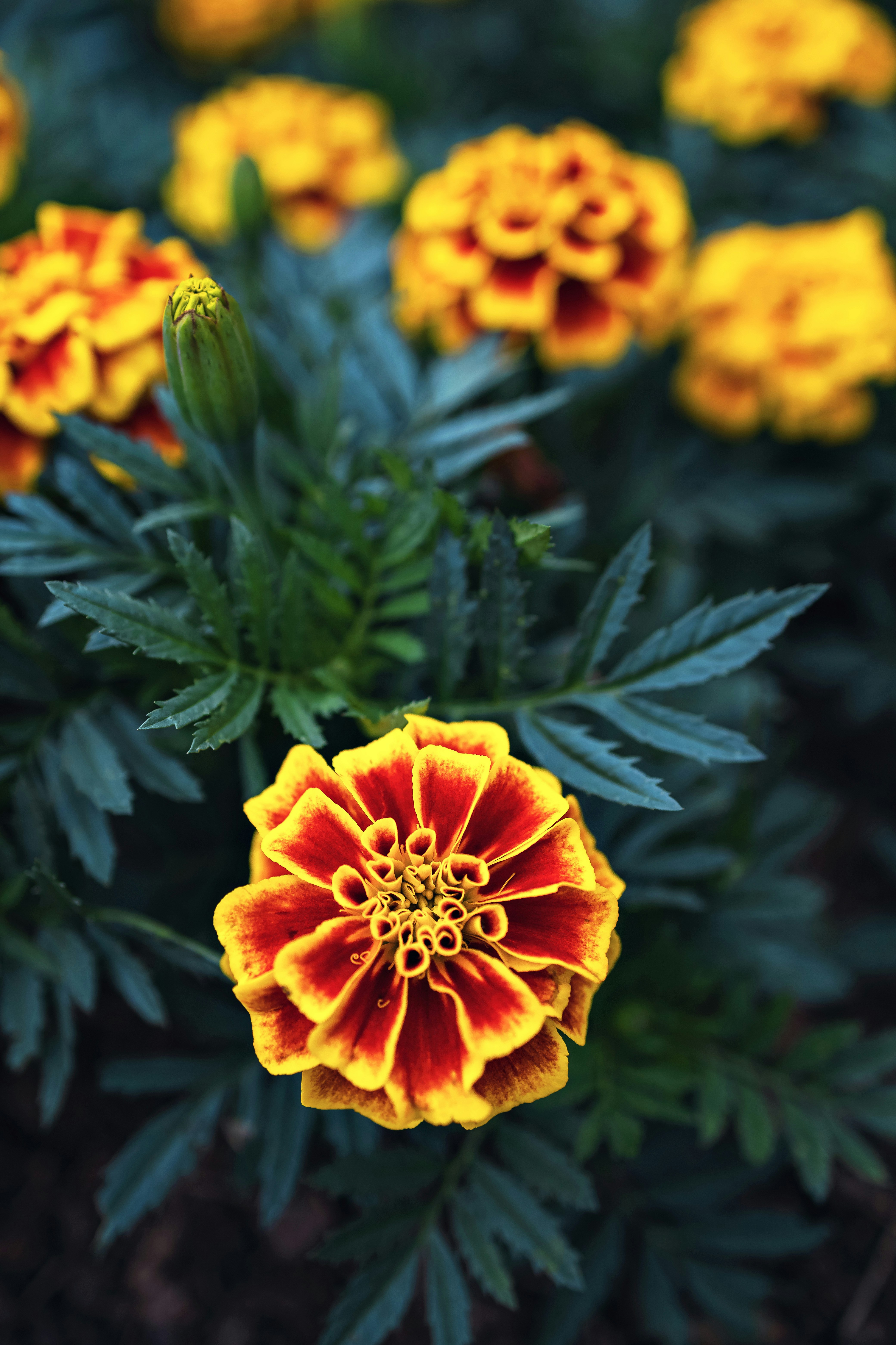 Un groupe de fleurs jaunes et rouges dans un jardin photo – Photo ...