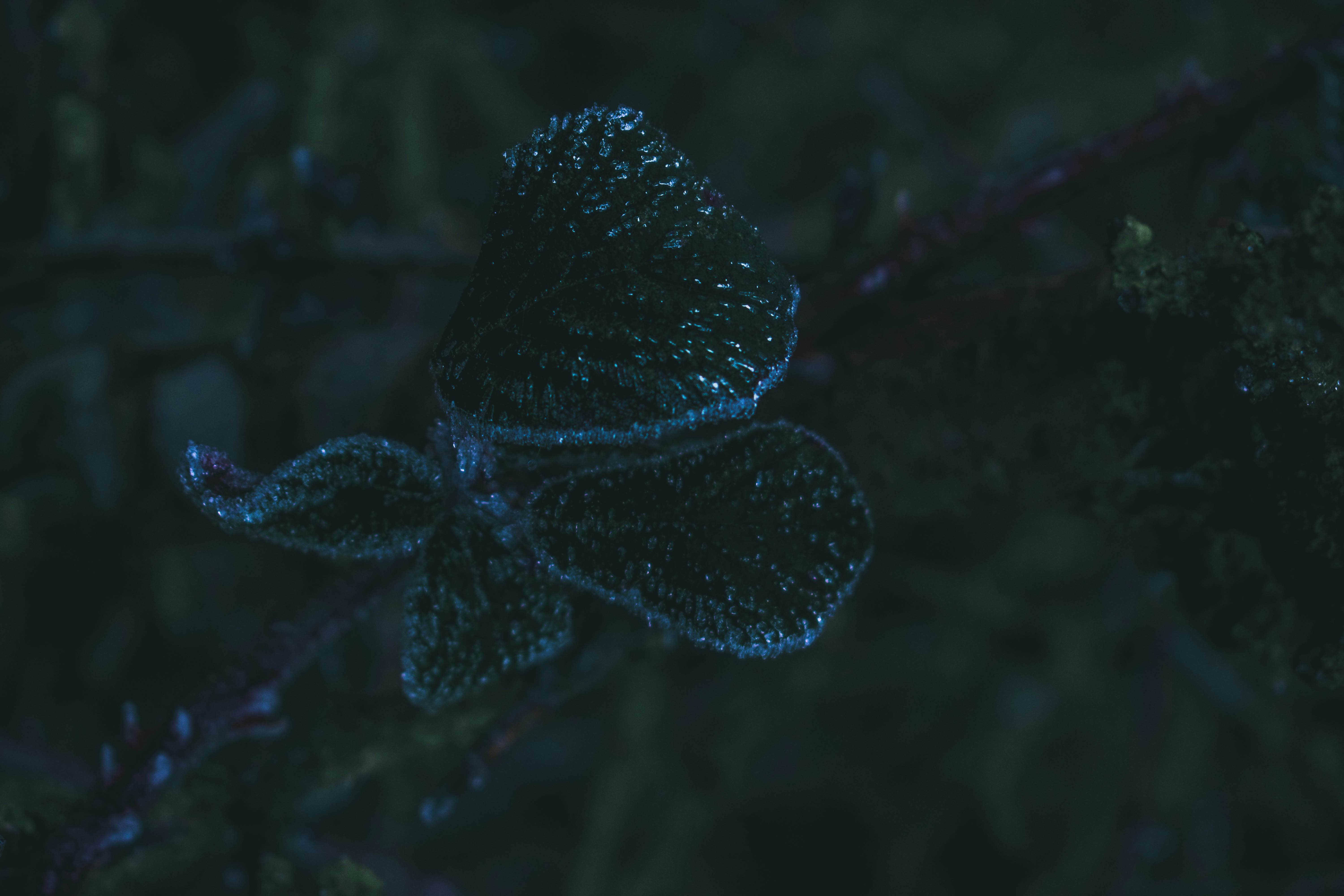 Close-up of a dew-kissed leaf glistening in low light, showcasing intricate textures and hues. The dark background enhances the leaf's luminous details.