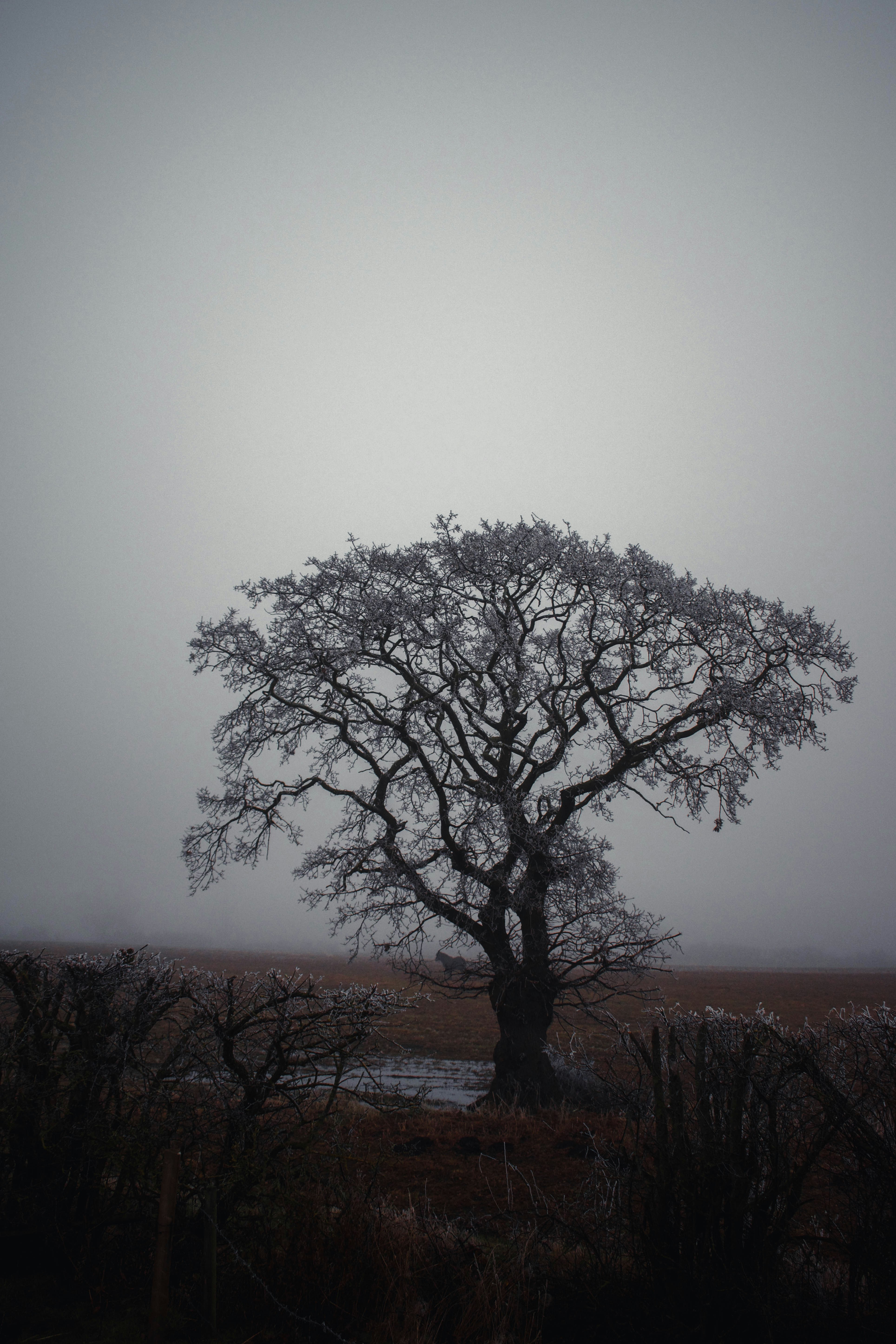 Winter Sentinel: A Lone Tree Framed by Fog
