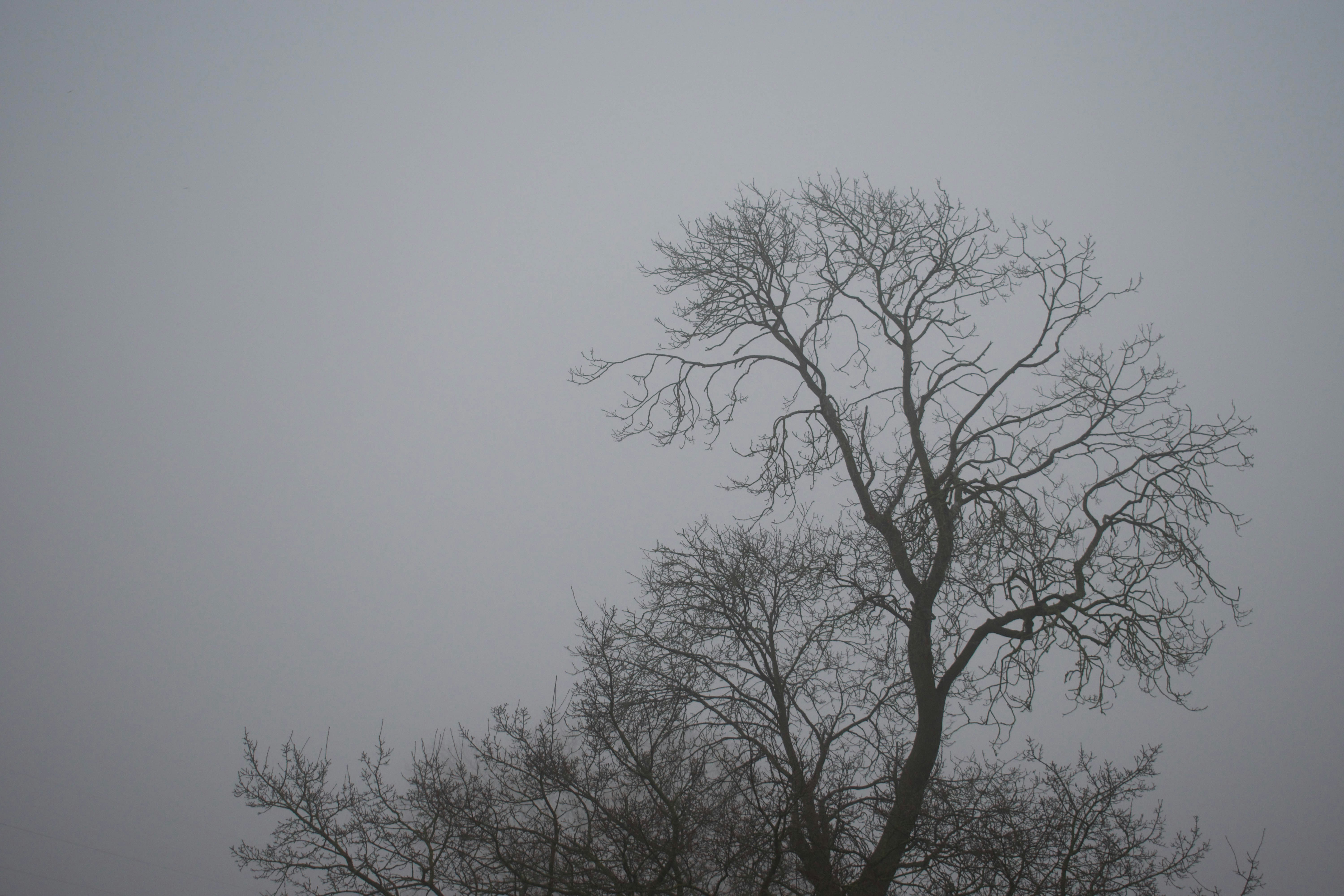 A solitary tree with bare branches emerges from a dense fog, creating a hauntingly serene atmosphere. The muted tones enhance the sense of isolation.
