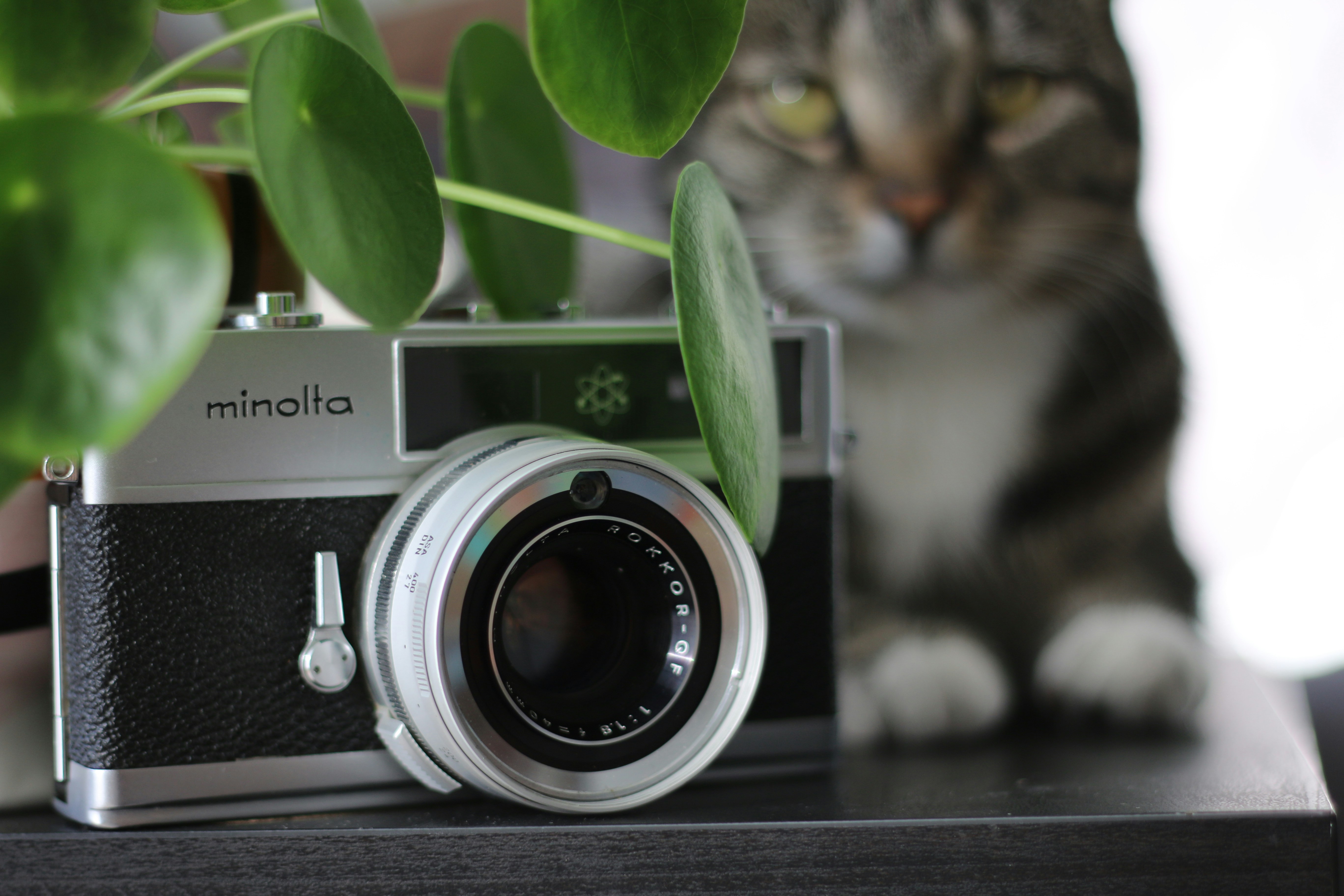 A classic Minolta camera rests on a dark surface, partially obscured by lush green leaves, while a blurred tabby cat watches in the background.