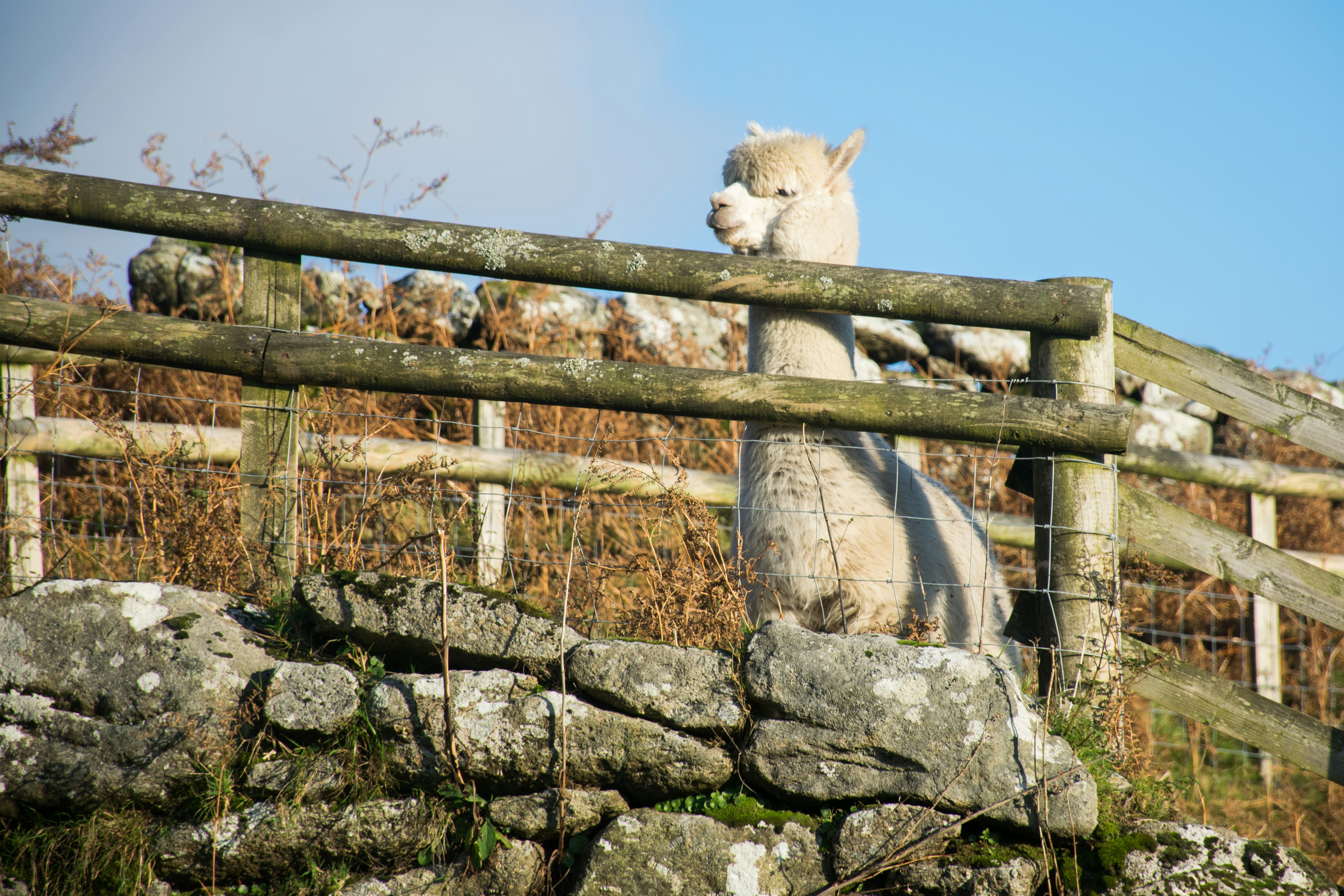 Alpaca at the Fence: a quiet gaze over stone and timber
