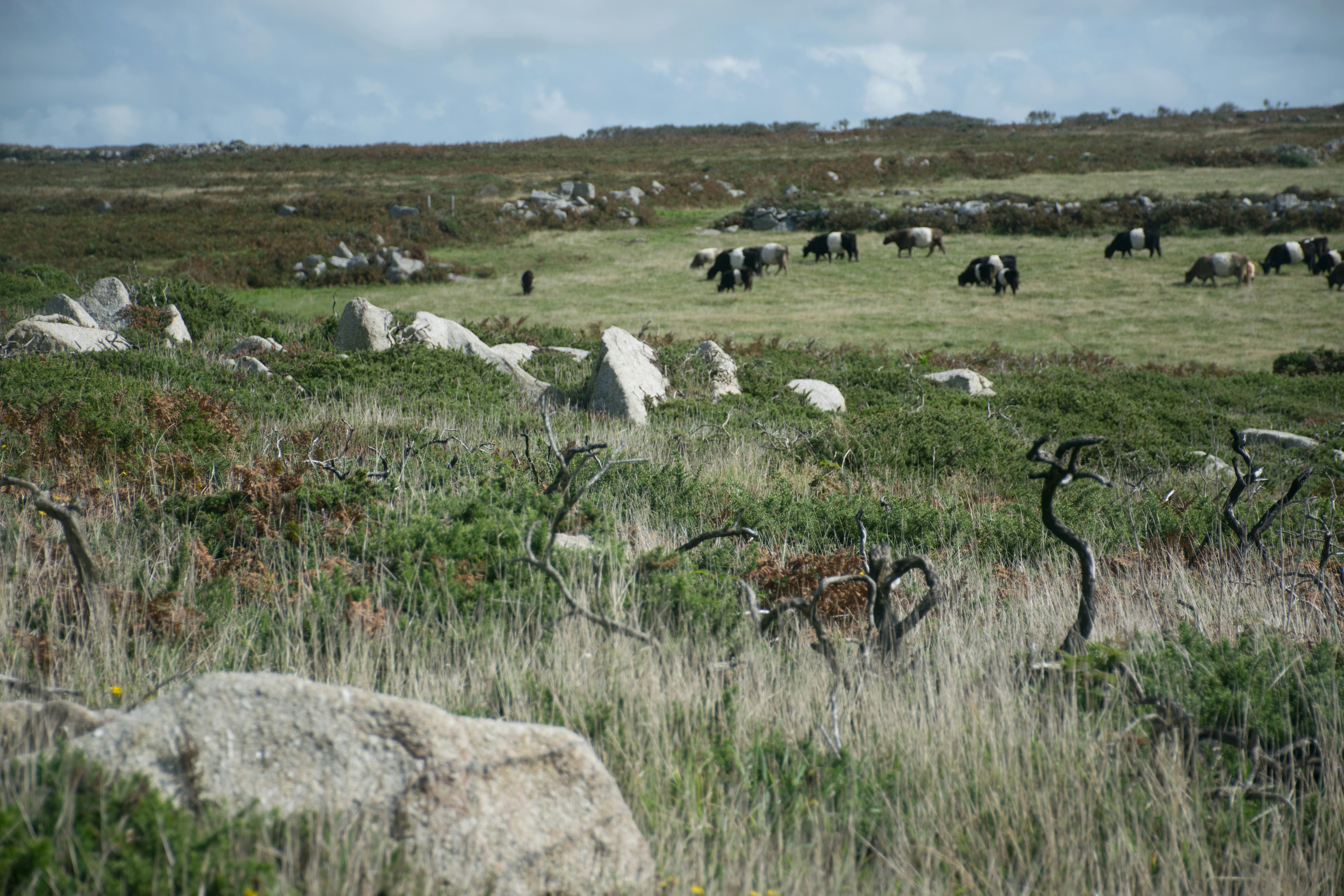 Foto Una manada de animales pastando en un exuberante campo verde ...