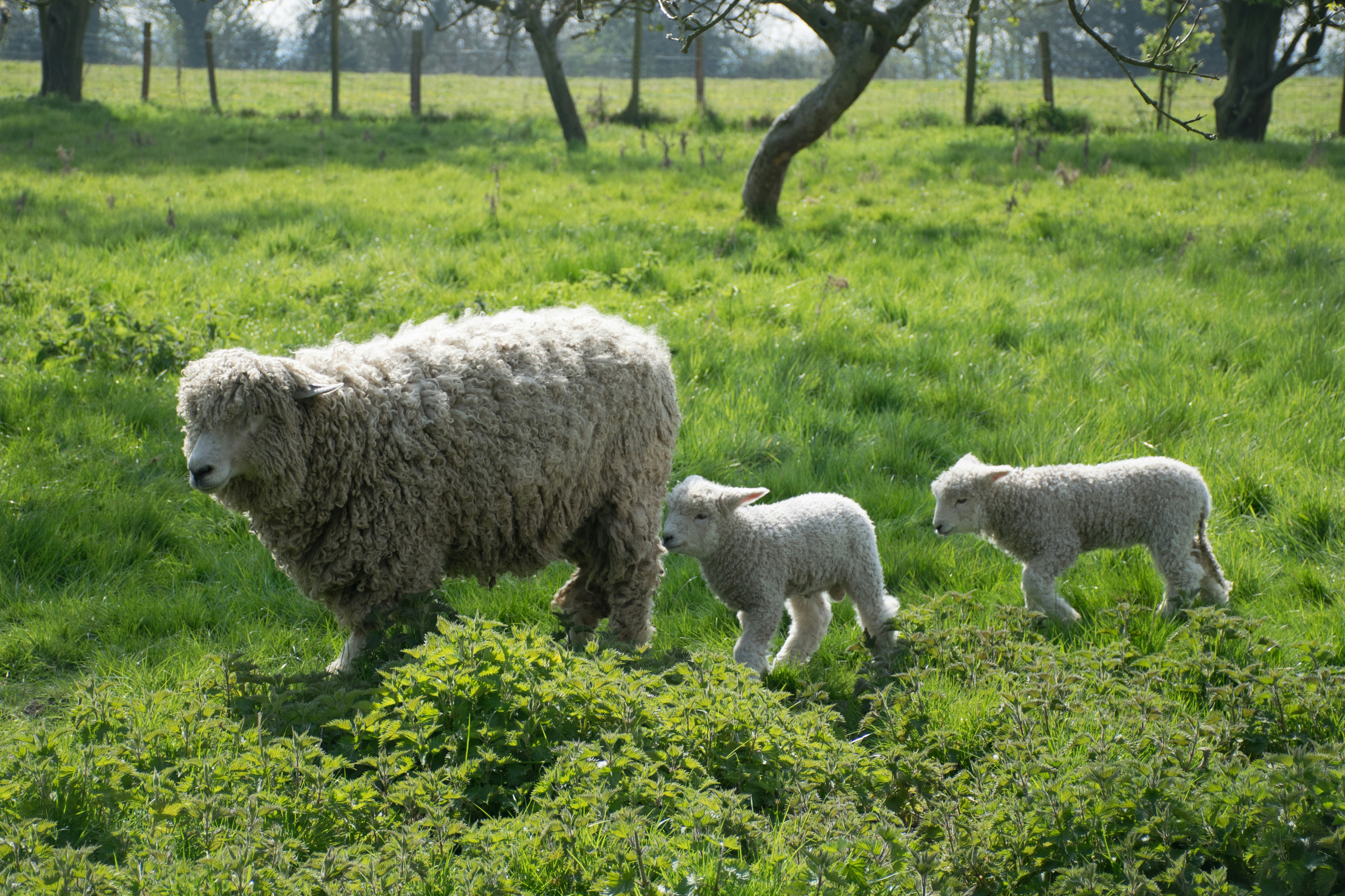 Foto Una oveja madre y sus dos ovejas bebés en un campo – Imagen Sufría ...