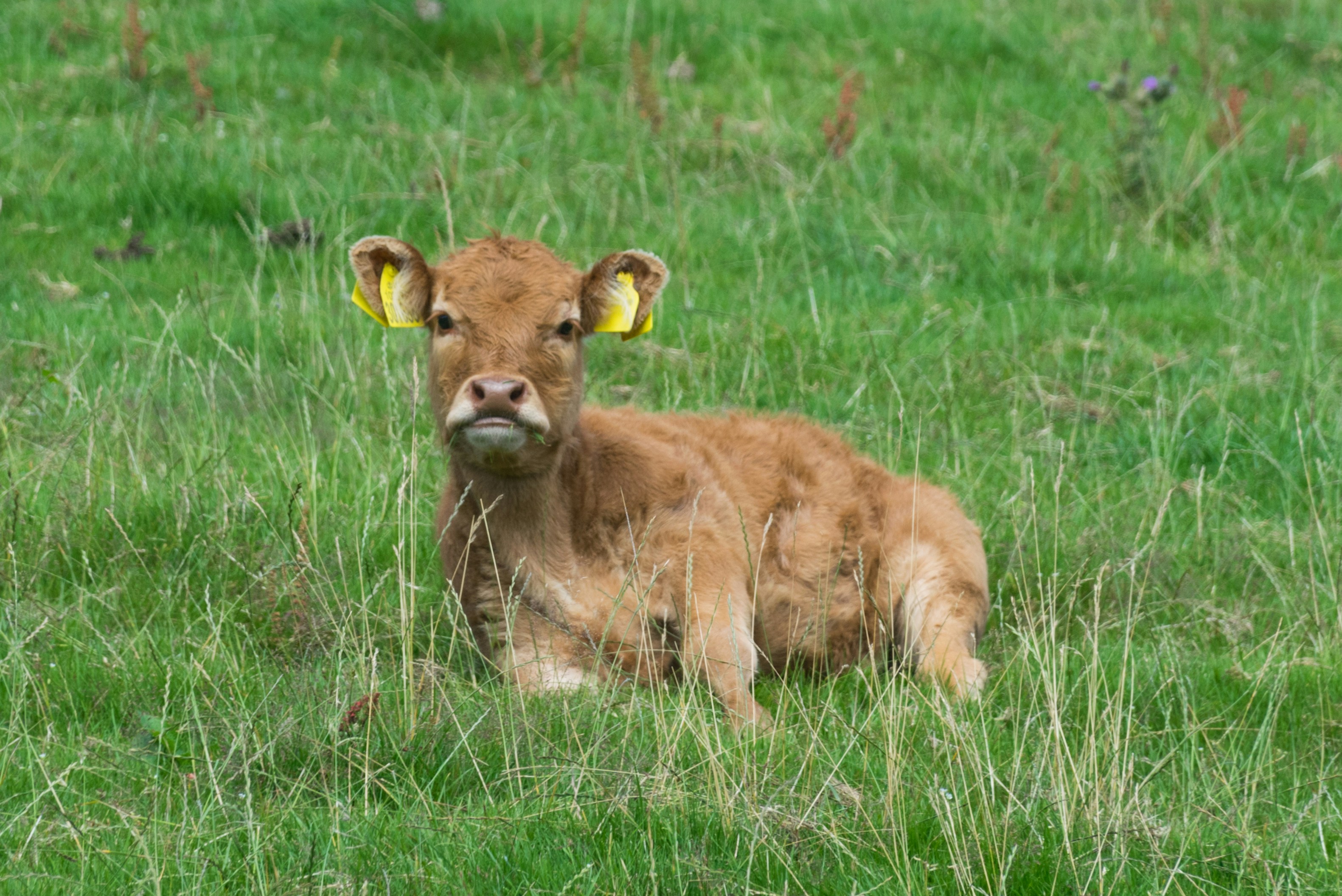 A ginger-haired calf looks into the camera