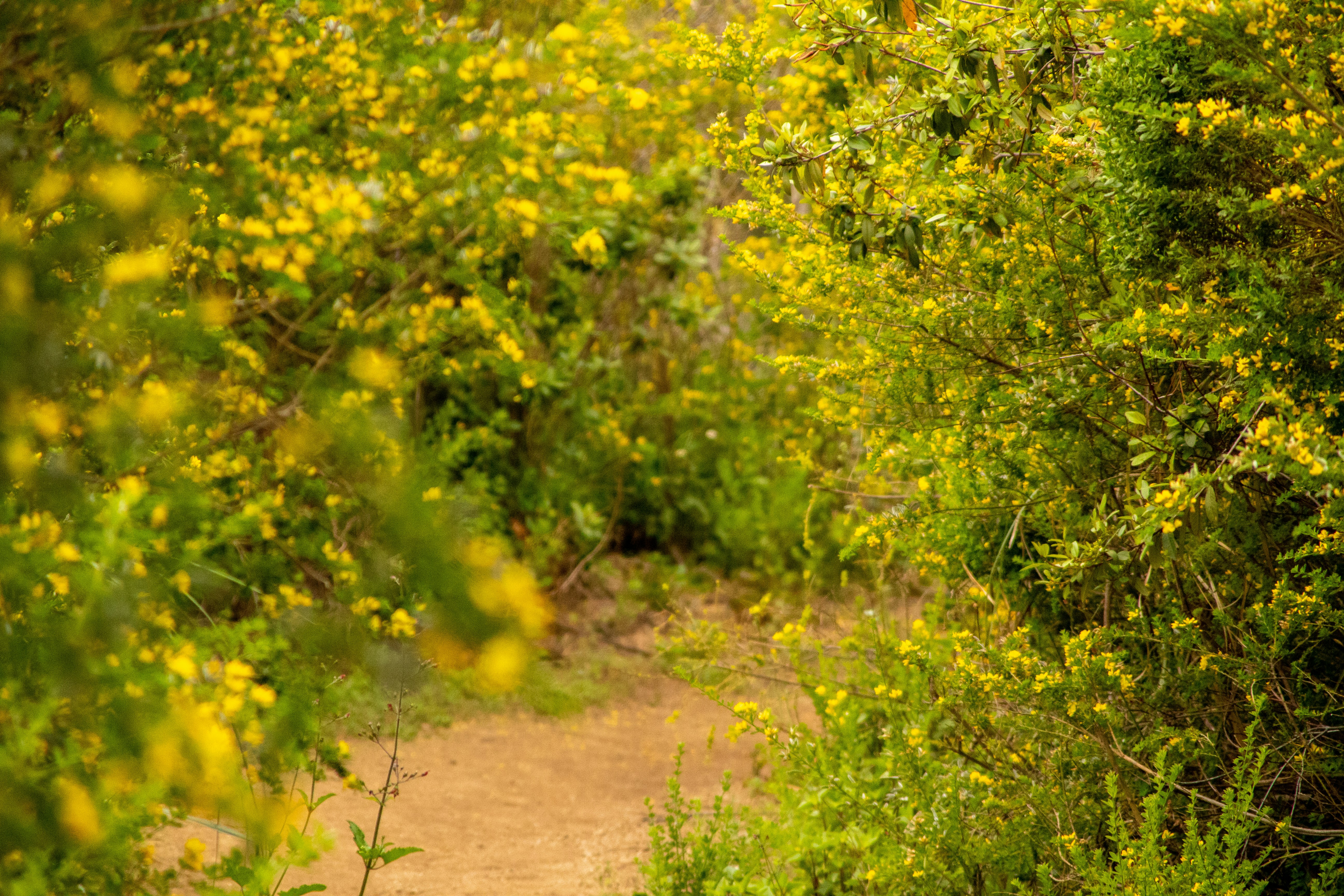 Yellow wildflowers on hike. 