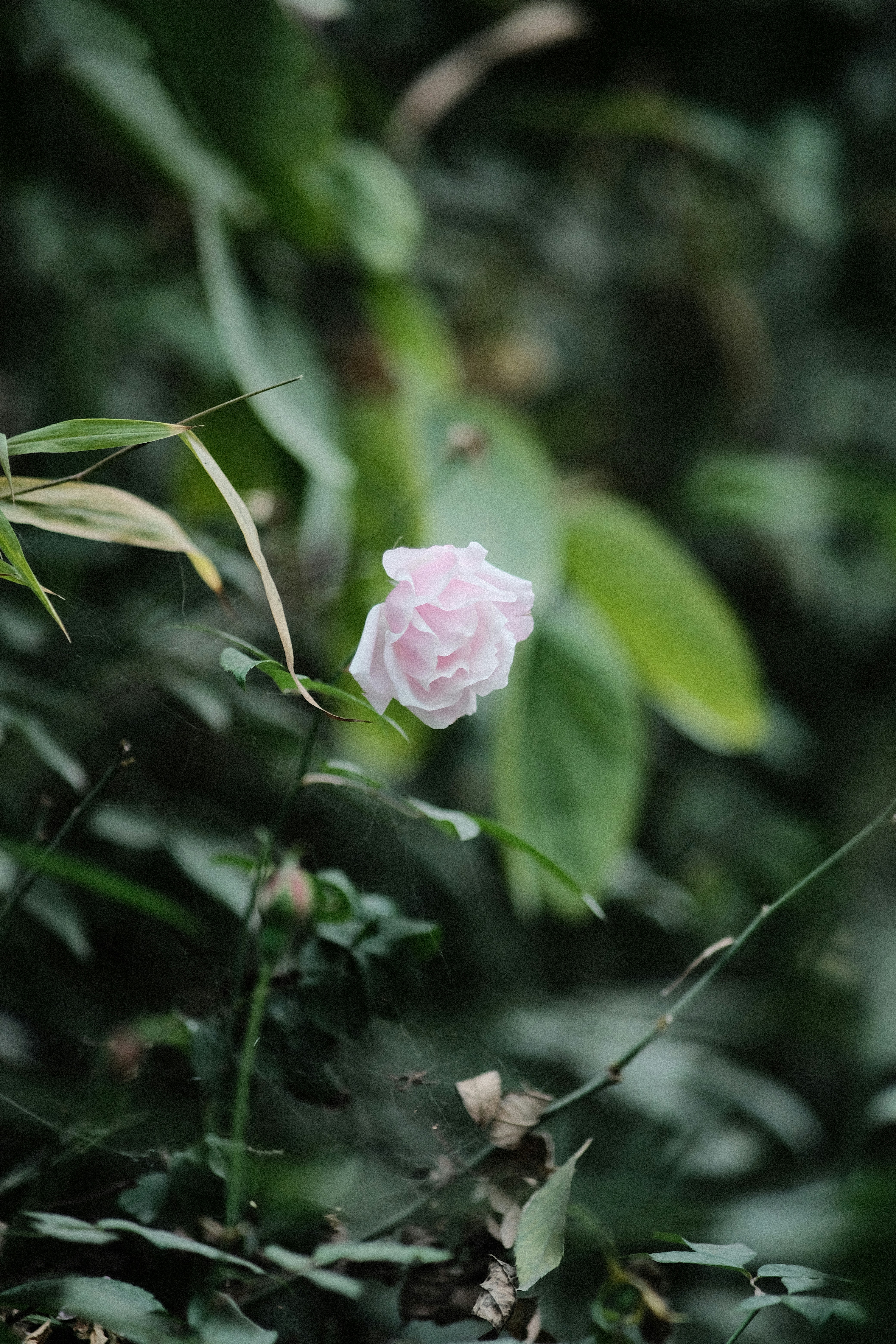 Une seule rose rose assise au milieu d’une forêt photo – Photo Inde ...