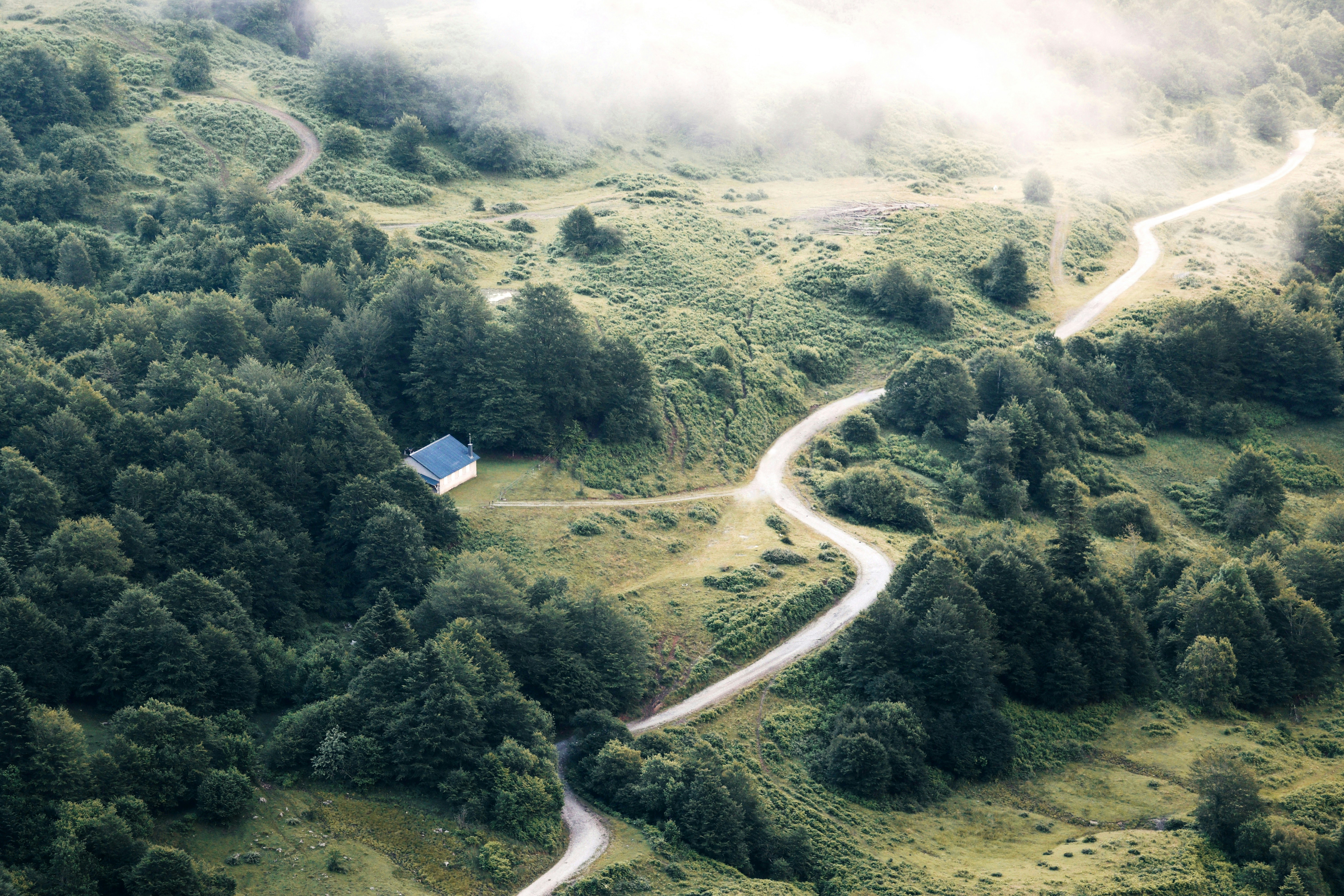 Meandering Trail Through Misty Pines