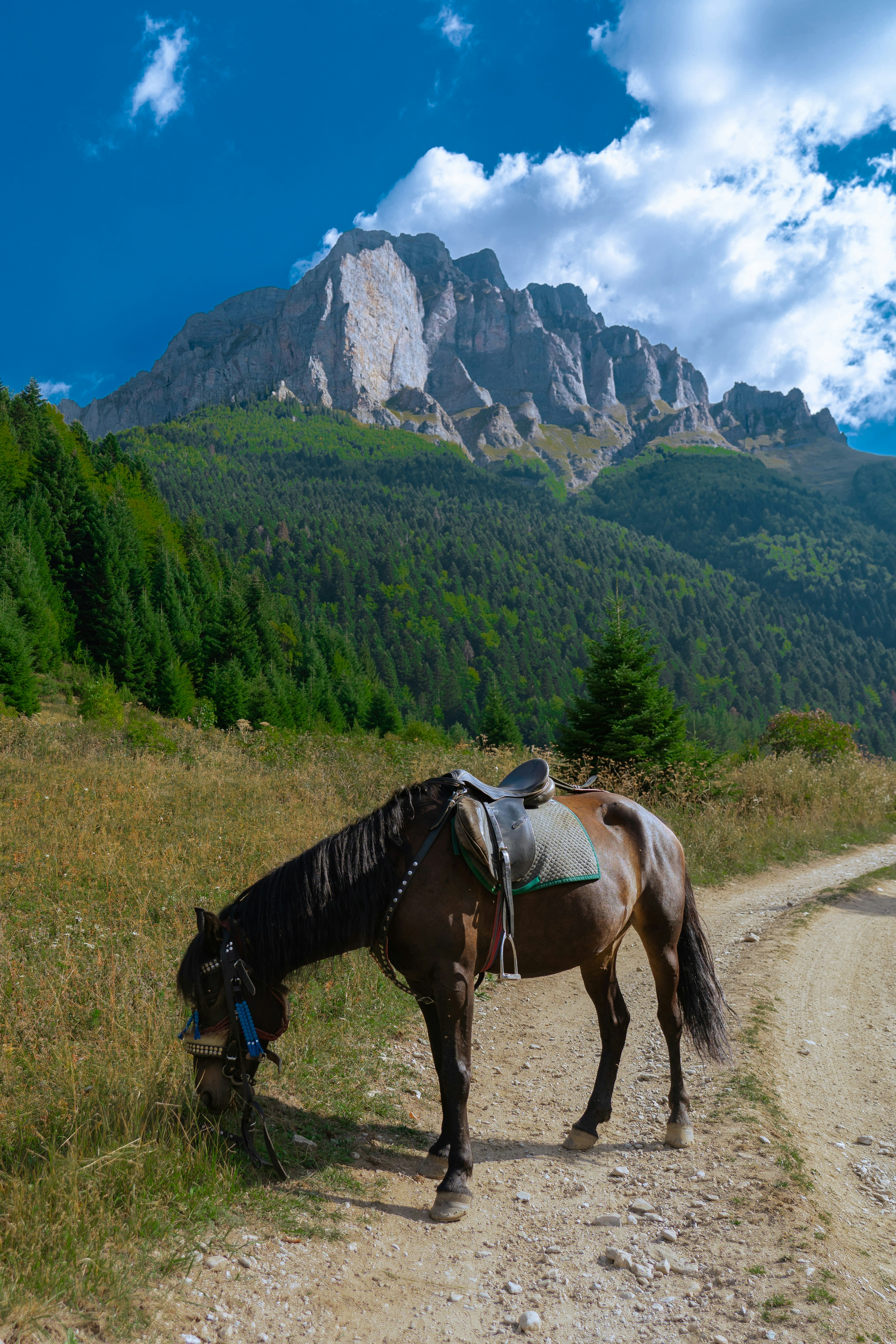 Foto Un caballo marrón parado en la cima de un camino de tierra ...