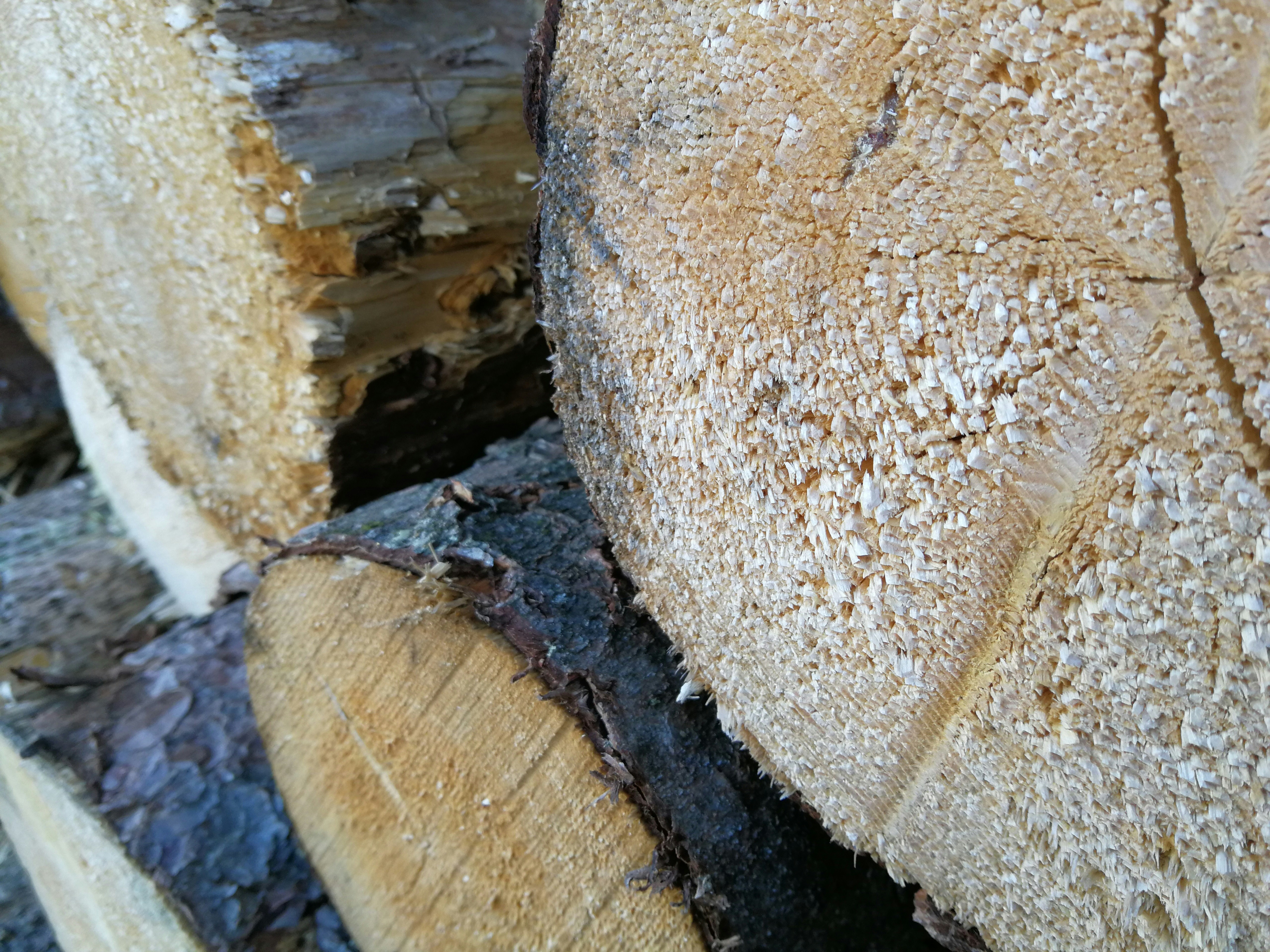 Close-up of freshly cut logs revealing intricate wood grain patterns and textures. The natural colors and details highlight the beauty of timber.